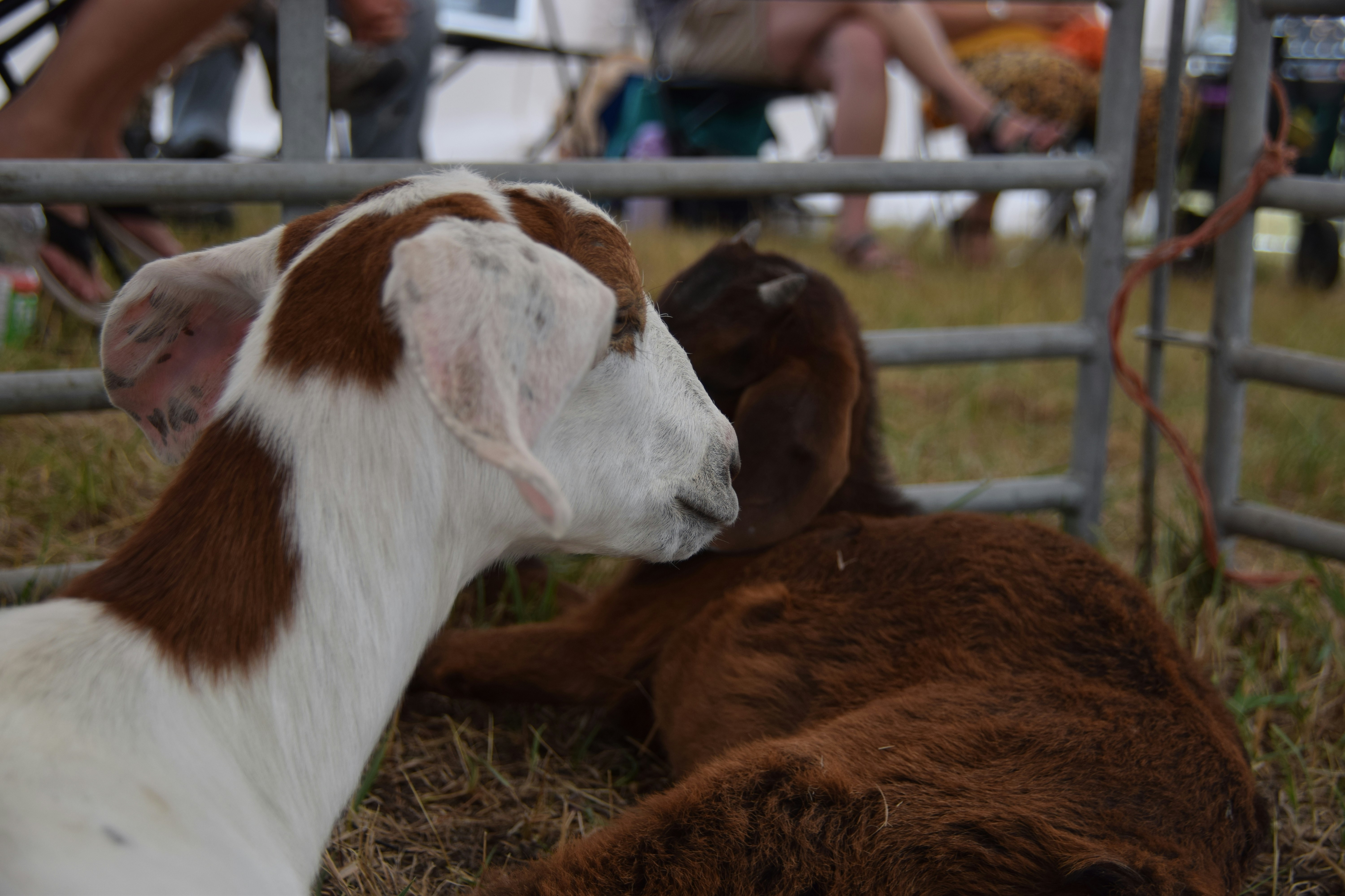 Close-quarters moment of two calves: white-and-brown nuzzling a resting companion