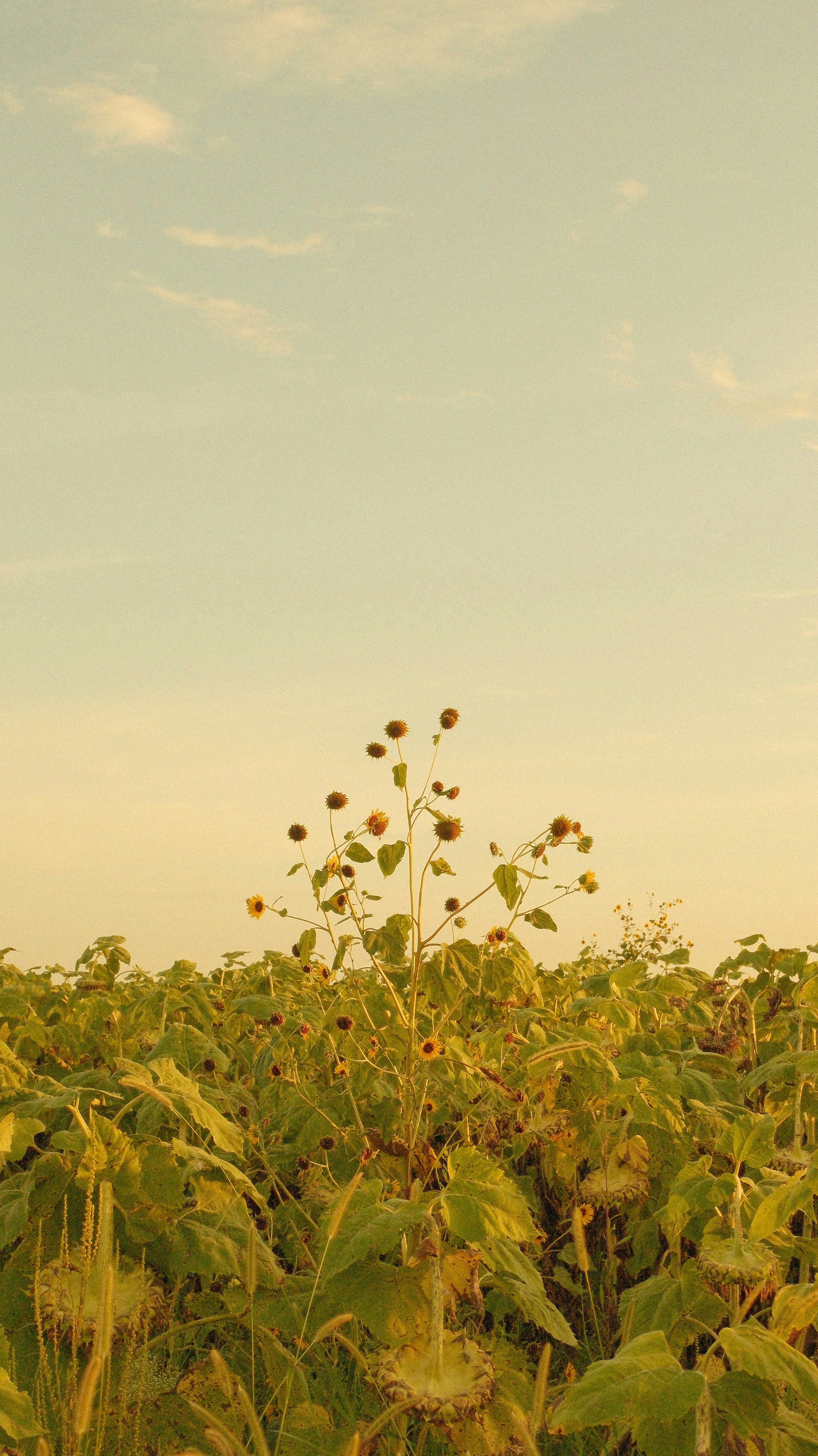 Sunlit Field of Dandelion Sunflowers Reaching for Warm Light