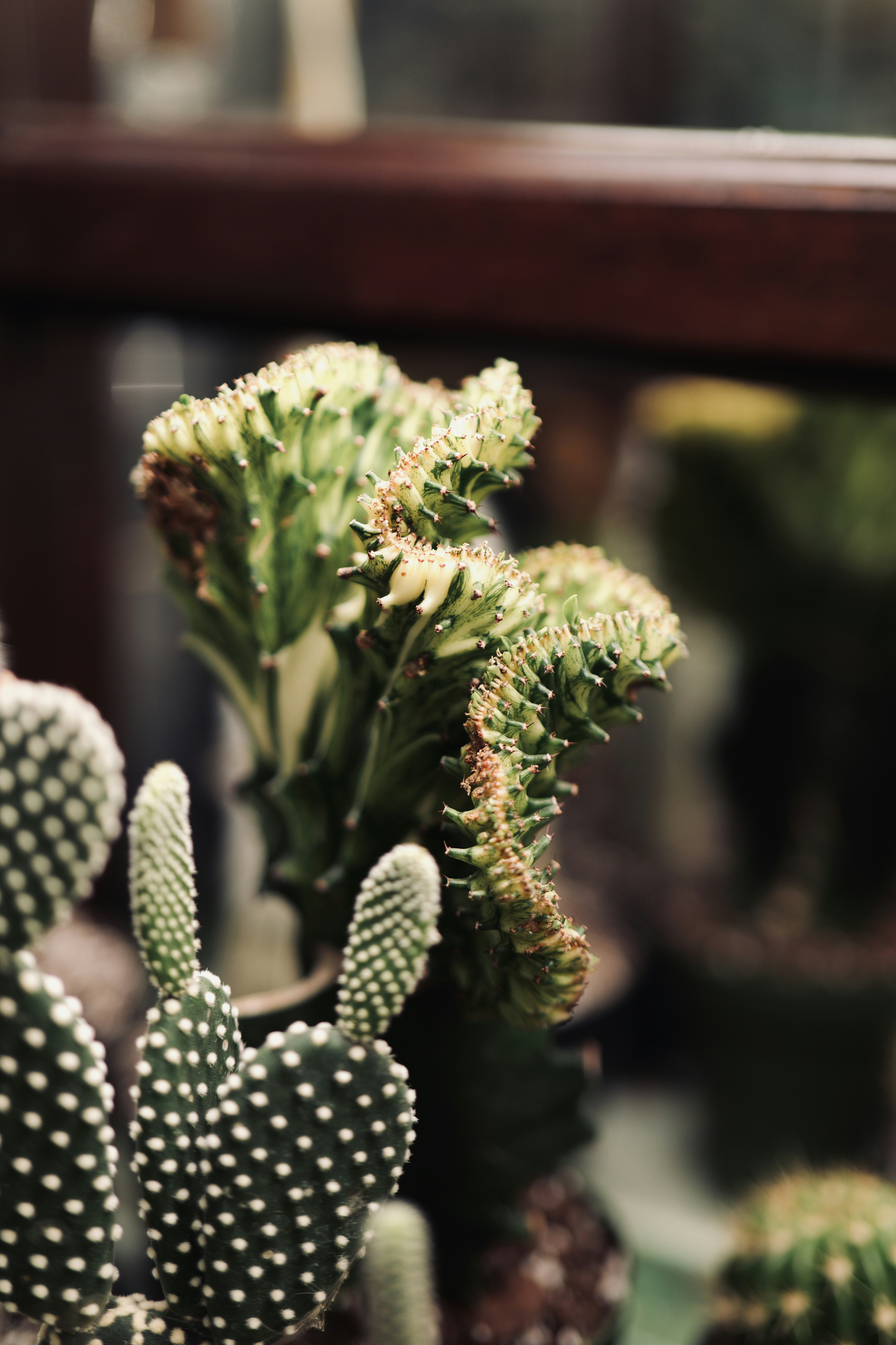 Cactus In Curved Light: A Close Frame of Succulent Defenses