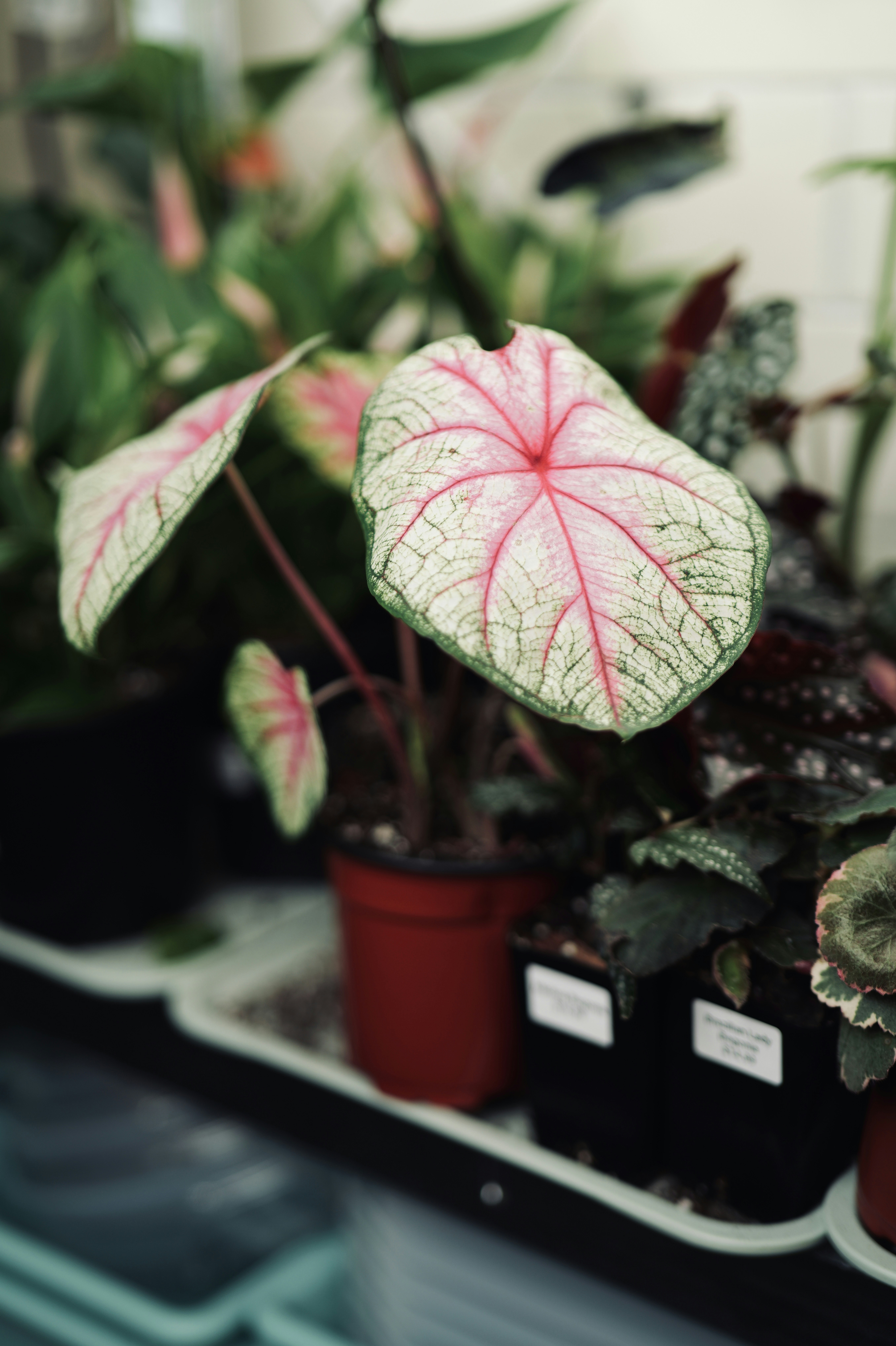 Centred Veinwork: A Close-Up of Variegated Leaves in a Garden Aisle