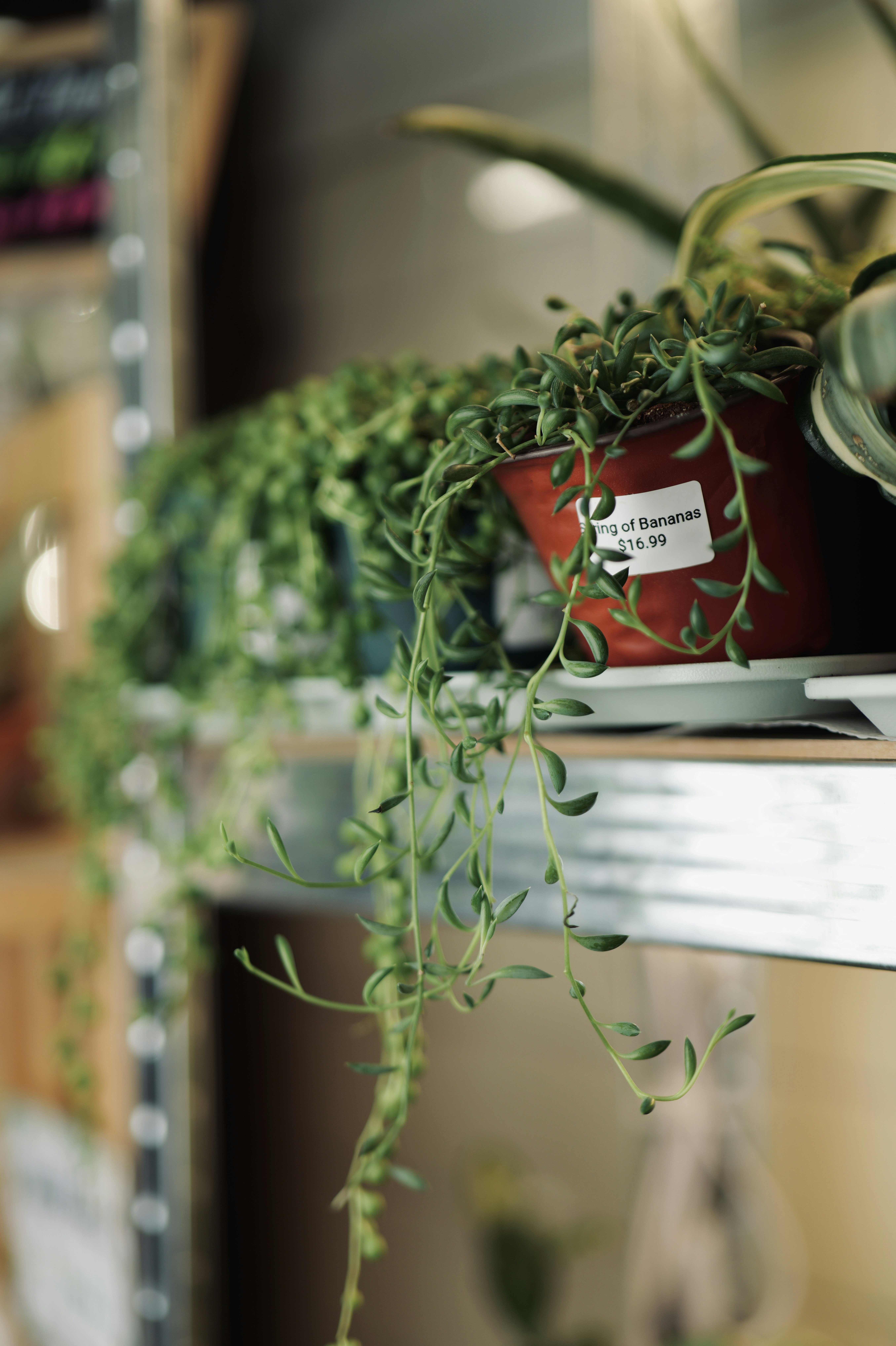 Trailing Green: A Cascade of Succulent Vines on a Store Shelf