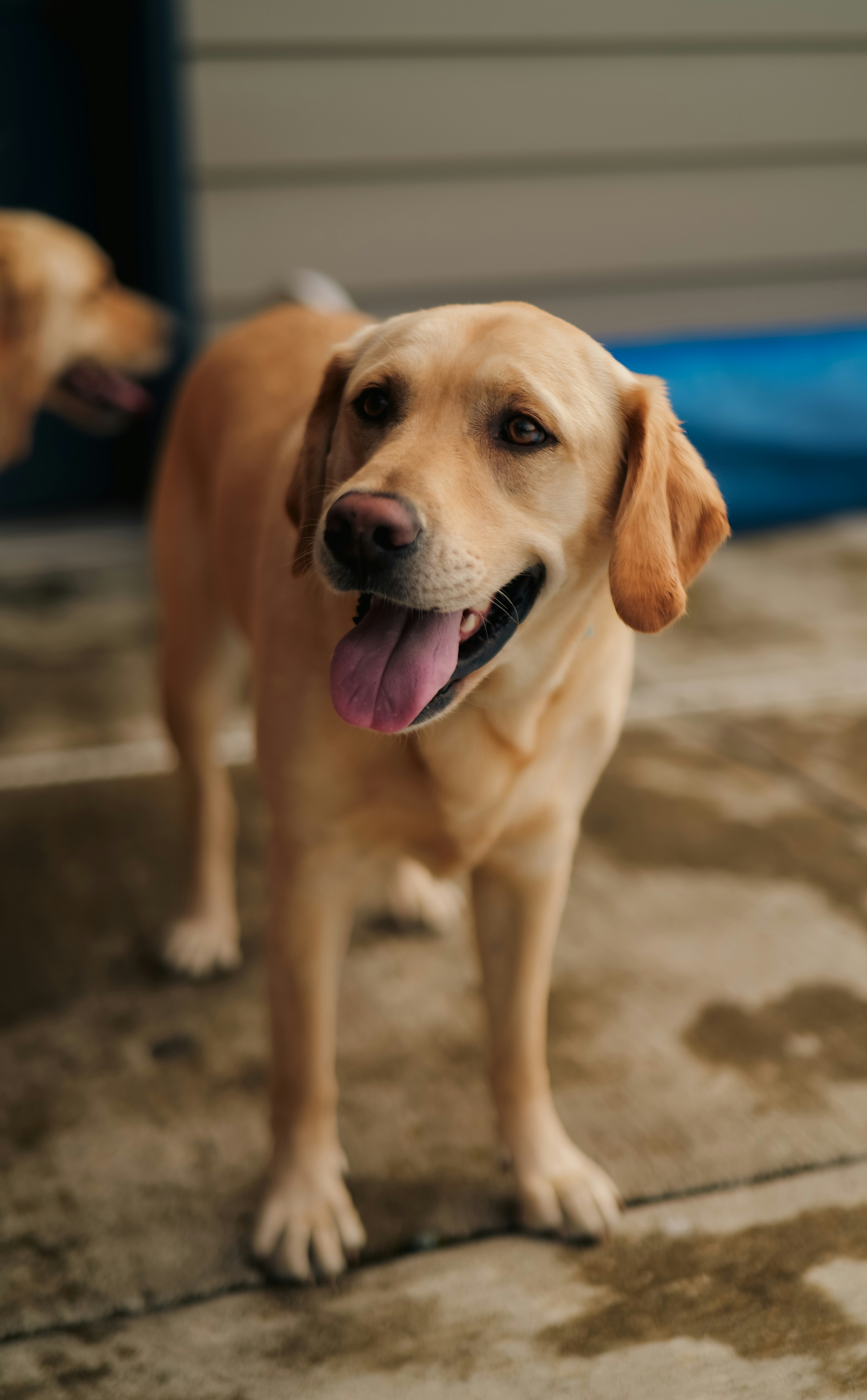 Bright-Eyed Lab in a Sunny Courtyard