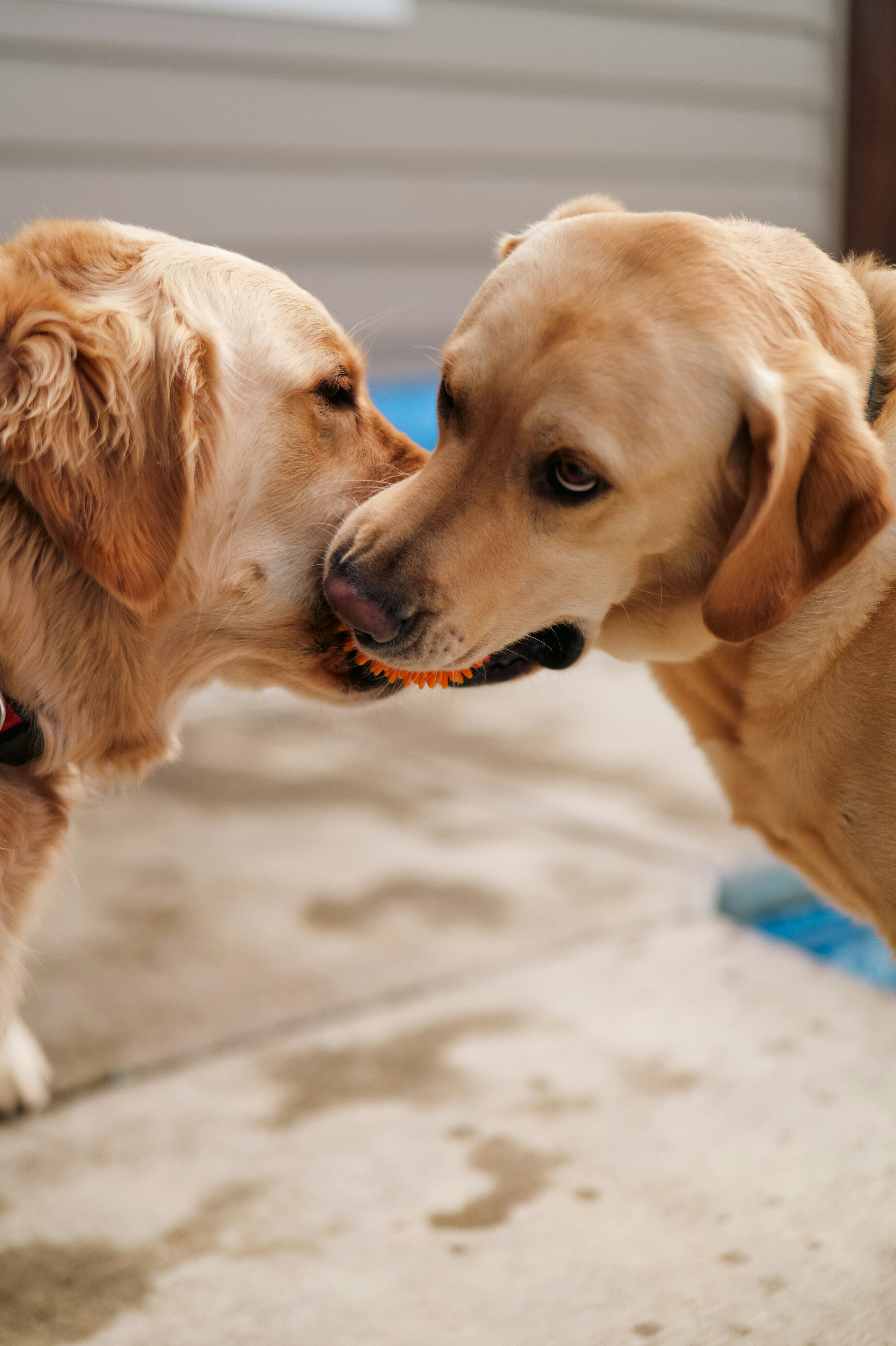 Close Quarters Canine Standoff: Two Golden Retrievers Share a Moment