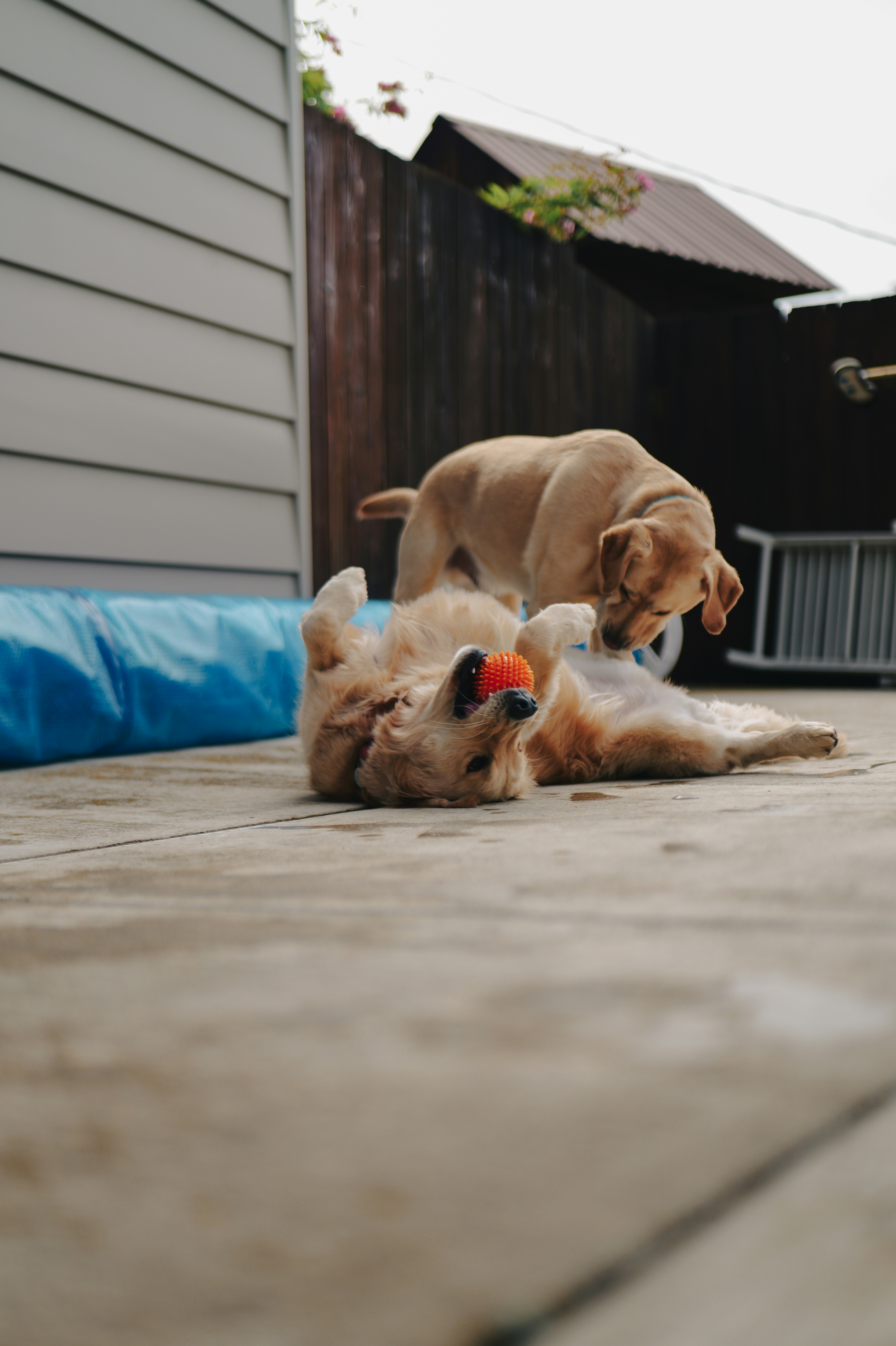 Puppy Playtime on a Sunny Deck: A Gentle Tug of Tails