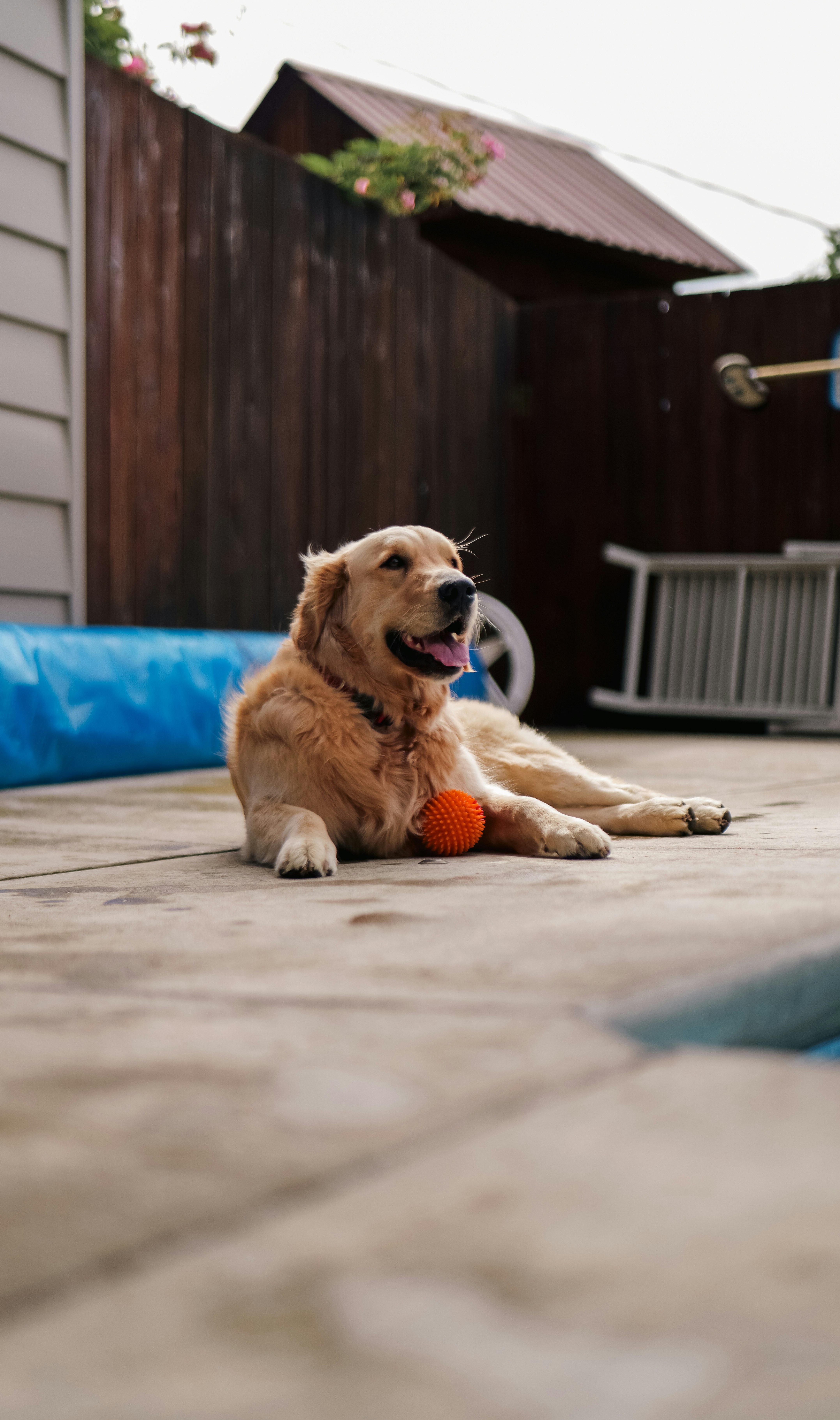 Golden Retriever at Play: A Quiet Backyard Moment with a Bright Orange Toy