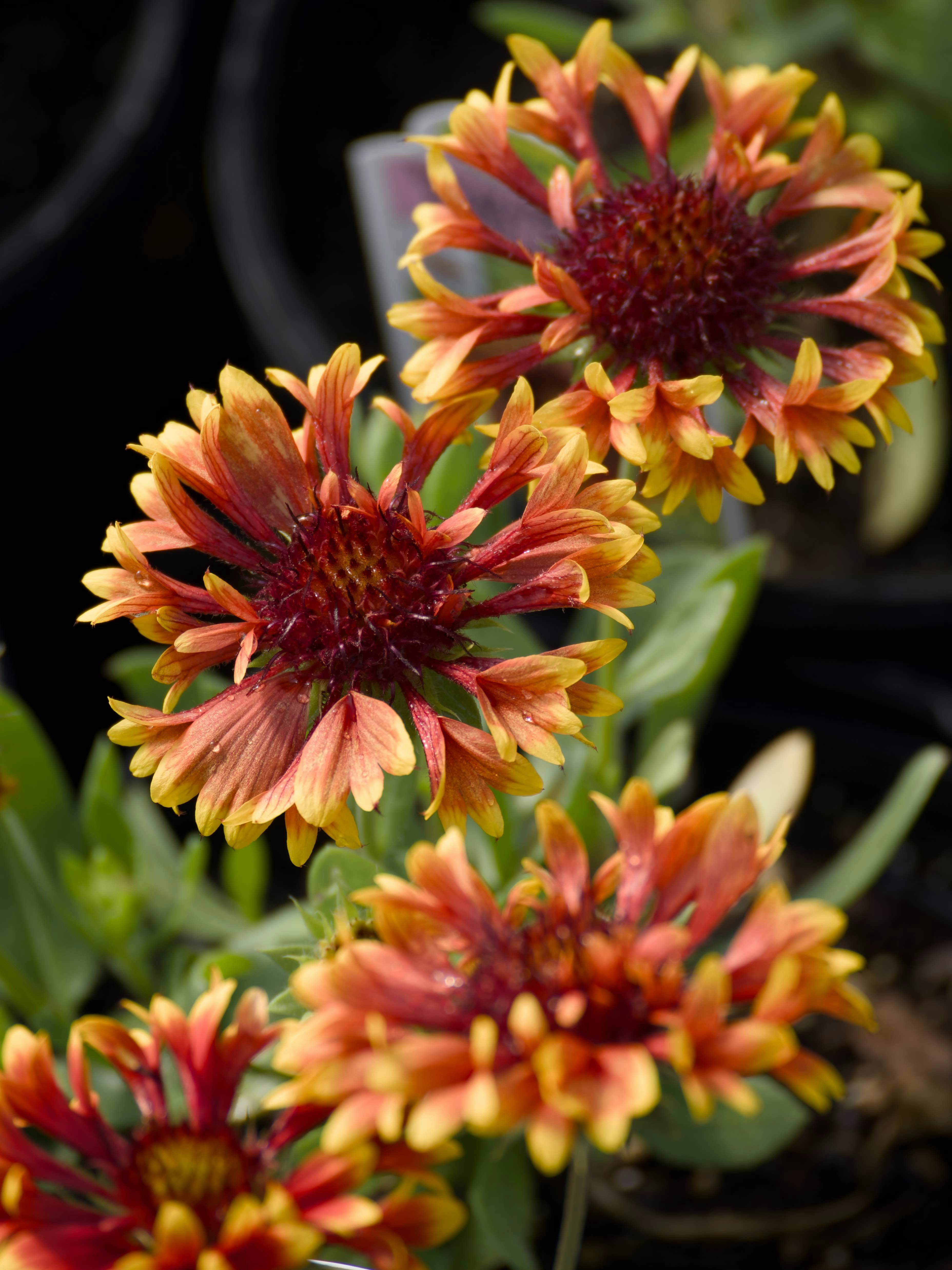 Sunlit Ember Bloom Trio