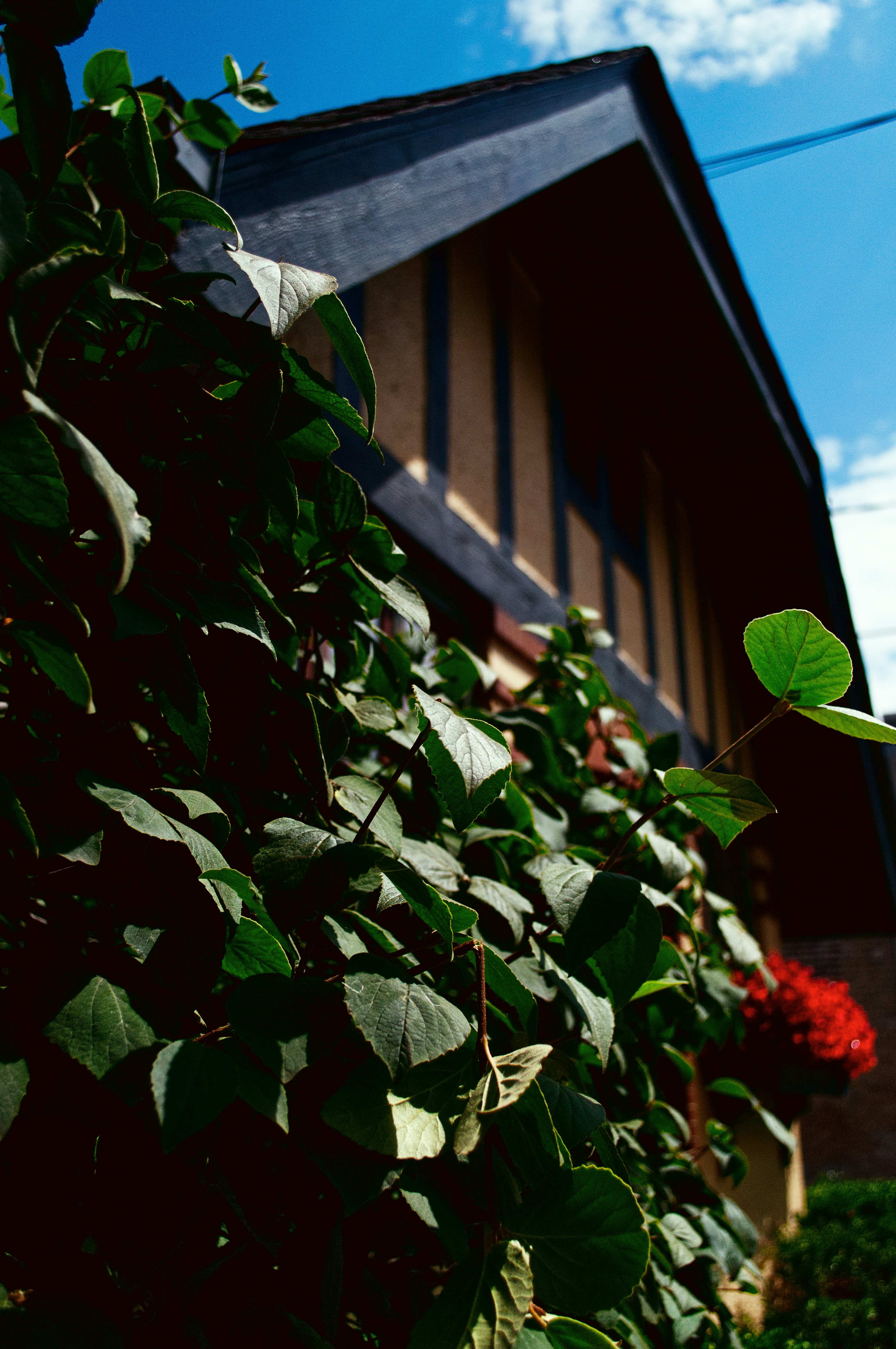 Vines against a gabled backdrop under a bright blue sky