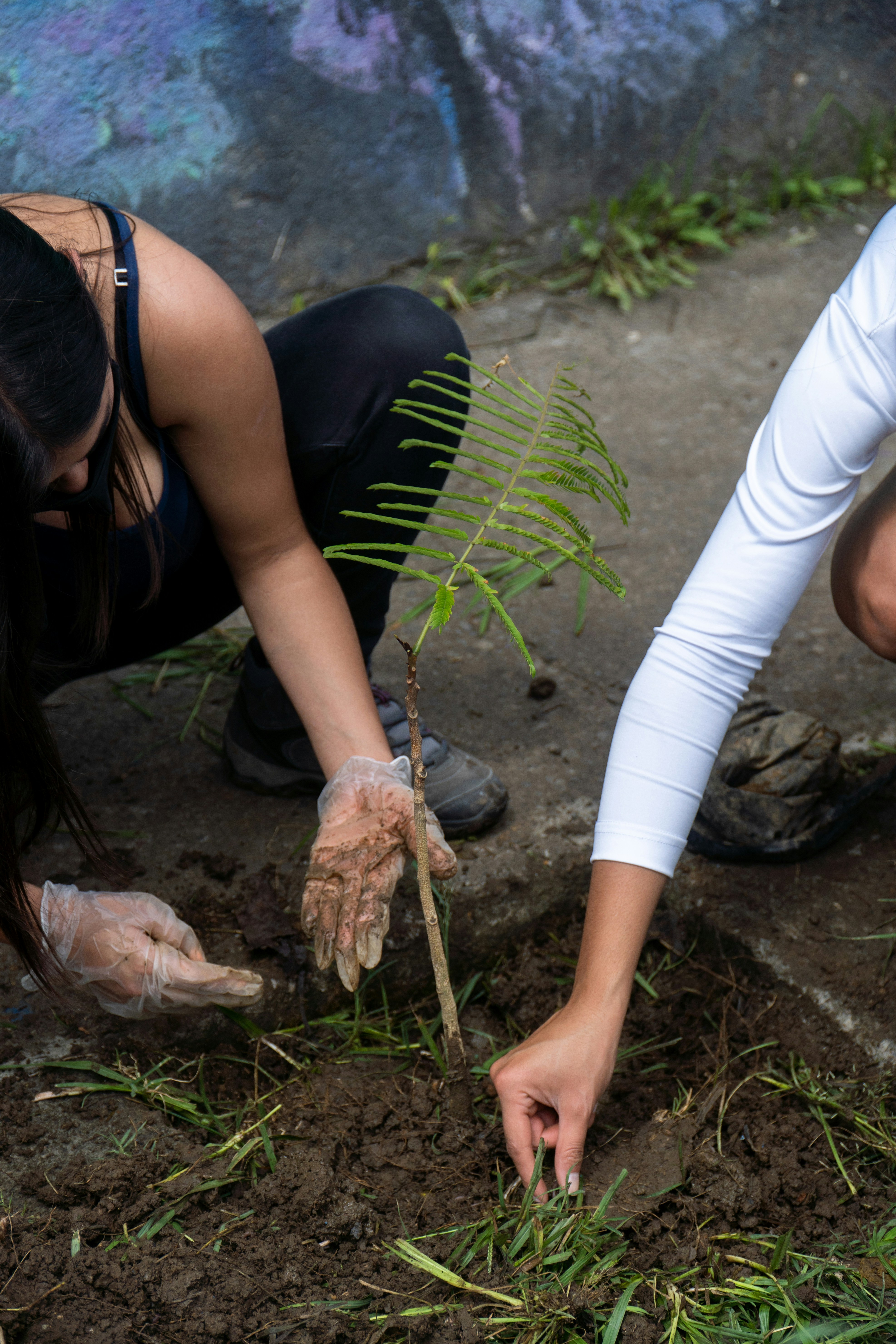 Sprouts of Hope: Hands Planting Beneath Graffiti