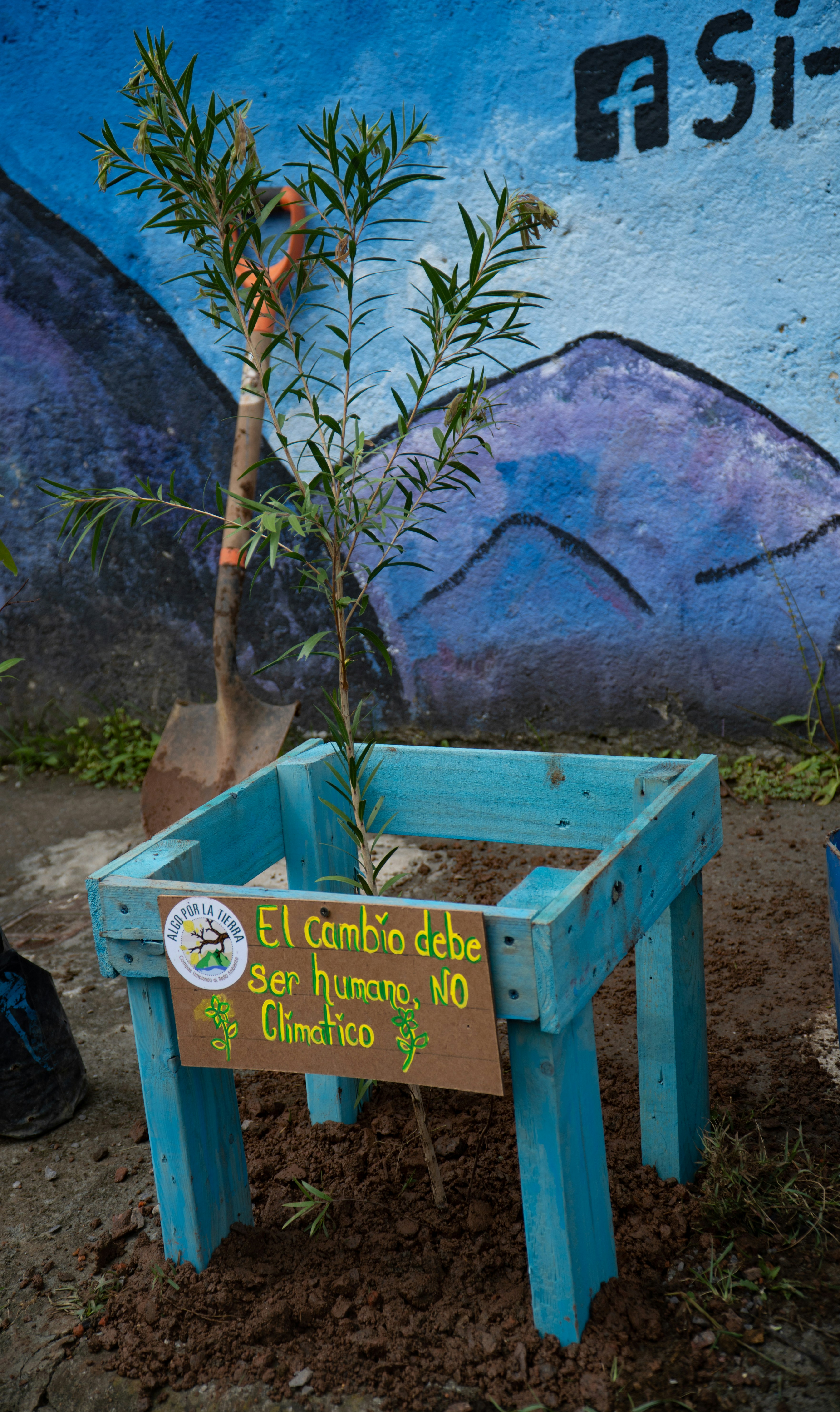 Sapling in a Painted Urban Garden Bed