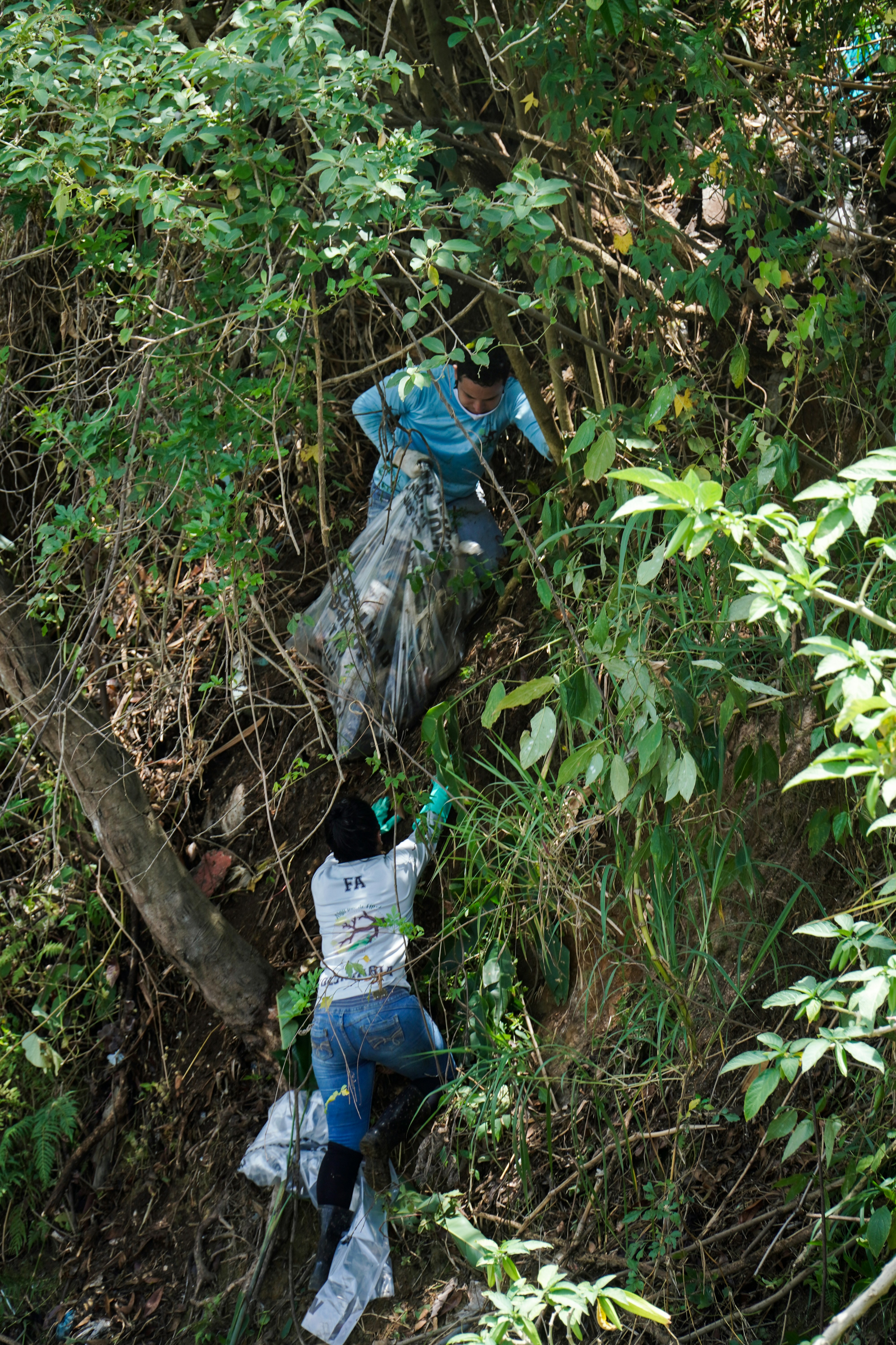 Climbers in a Green Vein: Rescuers Tightrope Through Dense Foliage
