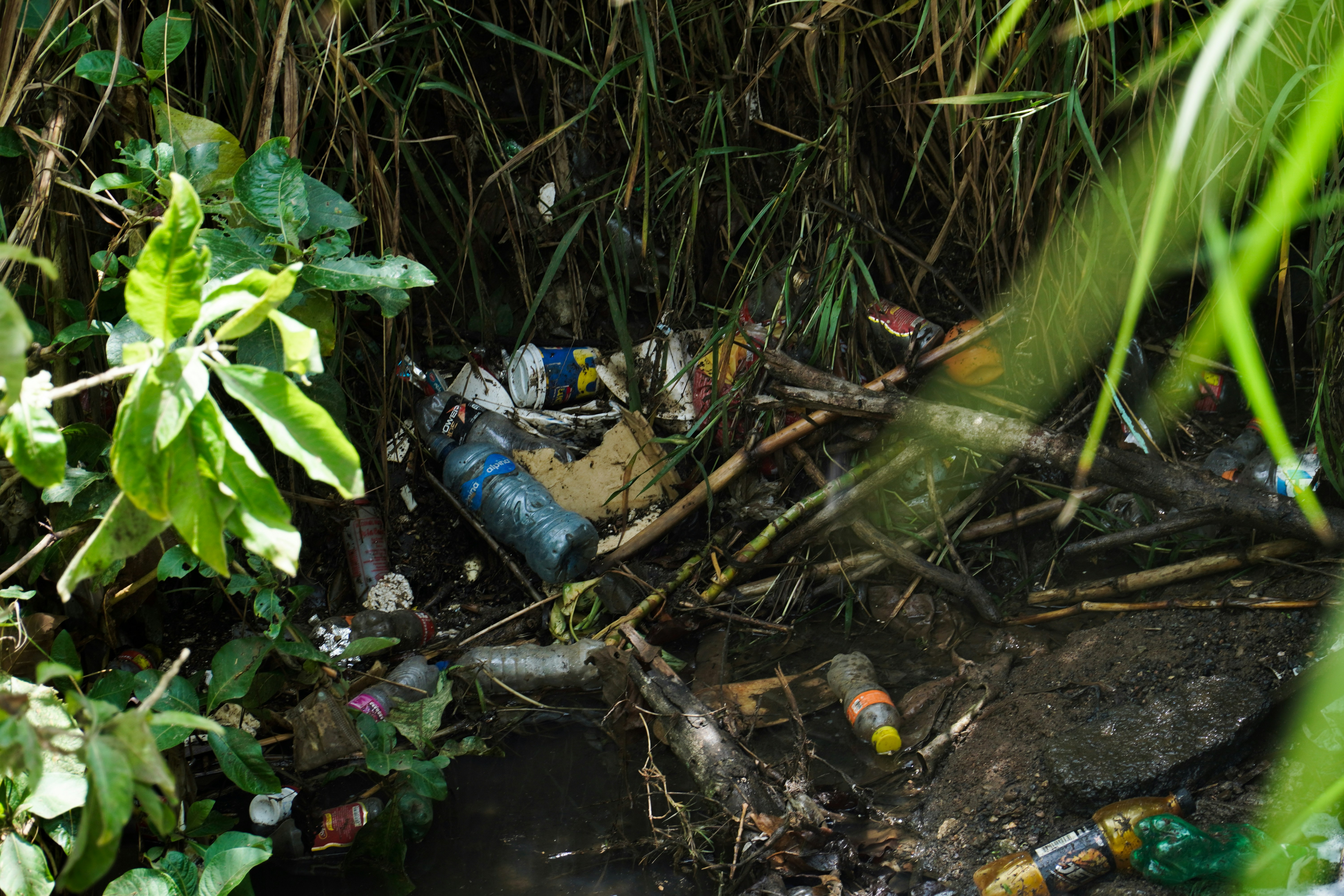 Trash in the Understory: Hidden Waste Among Leaves and Roots