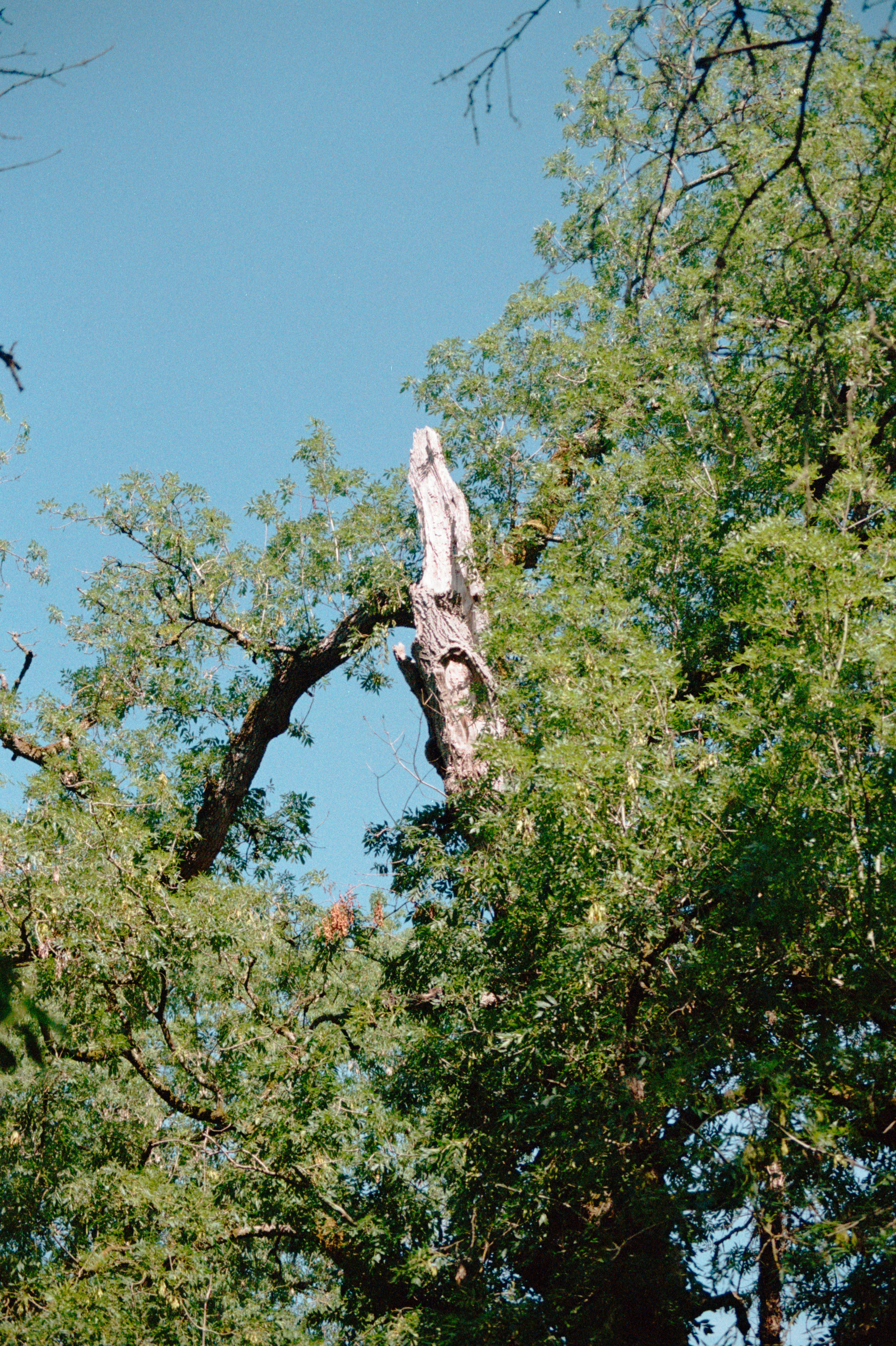 Granite Needle Rising from Verdant Canopy