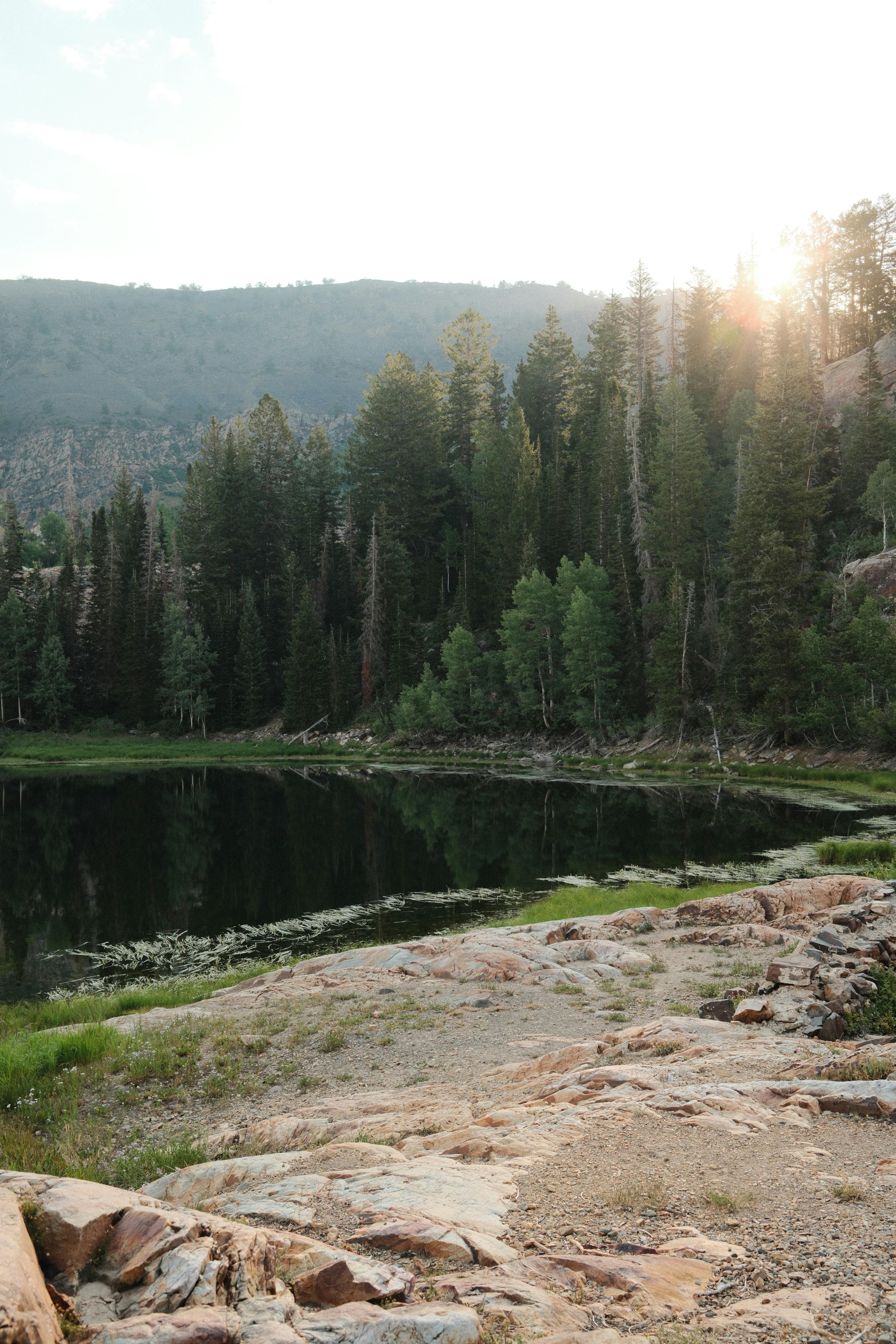 Sunlit Pines at the Edge of a Mountain Pond