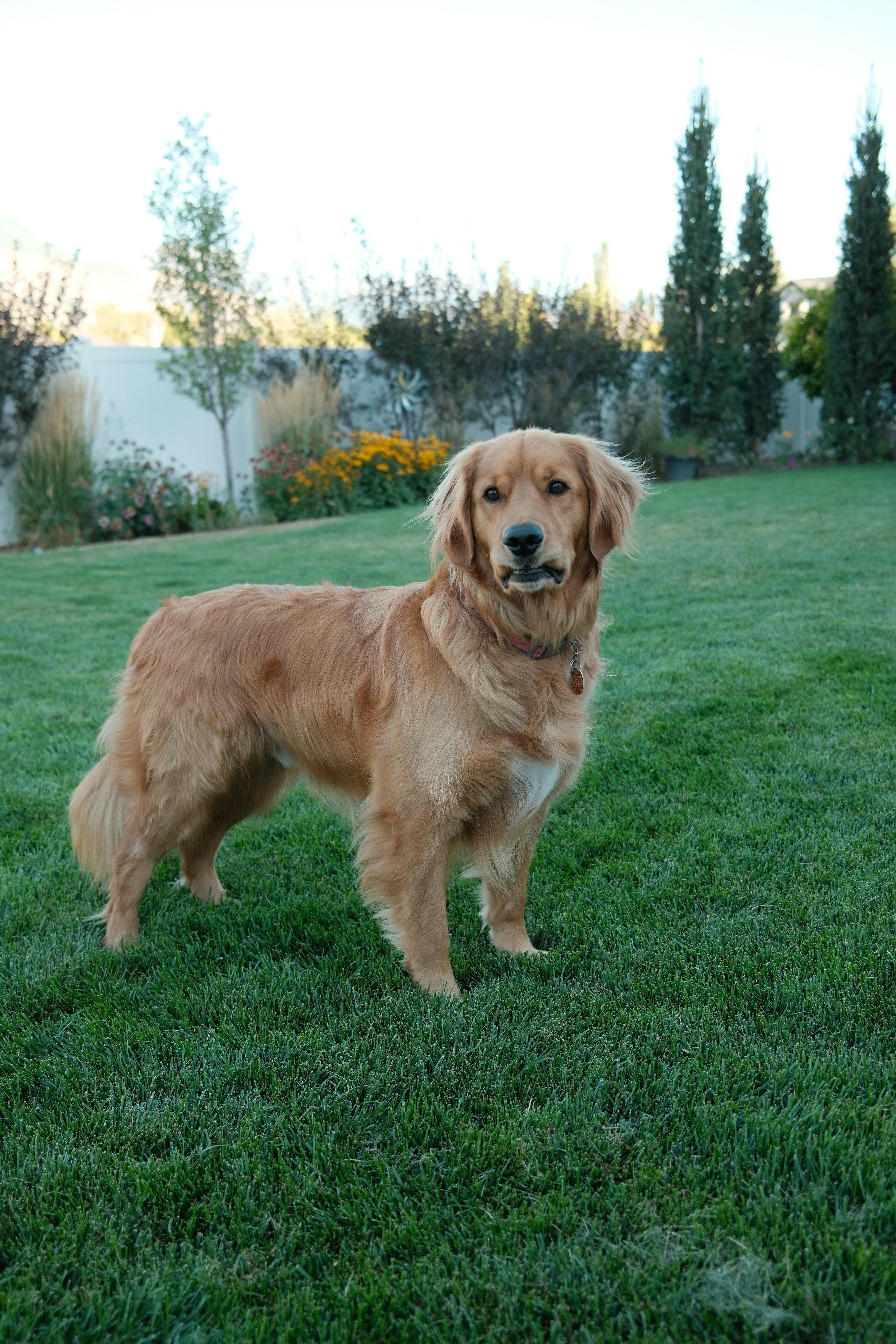 Golden Retriever in a Sunlit Backyard: Centered Calm in Green Turf