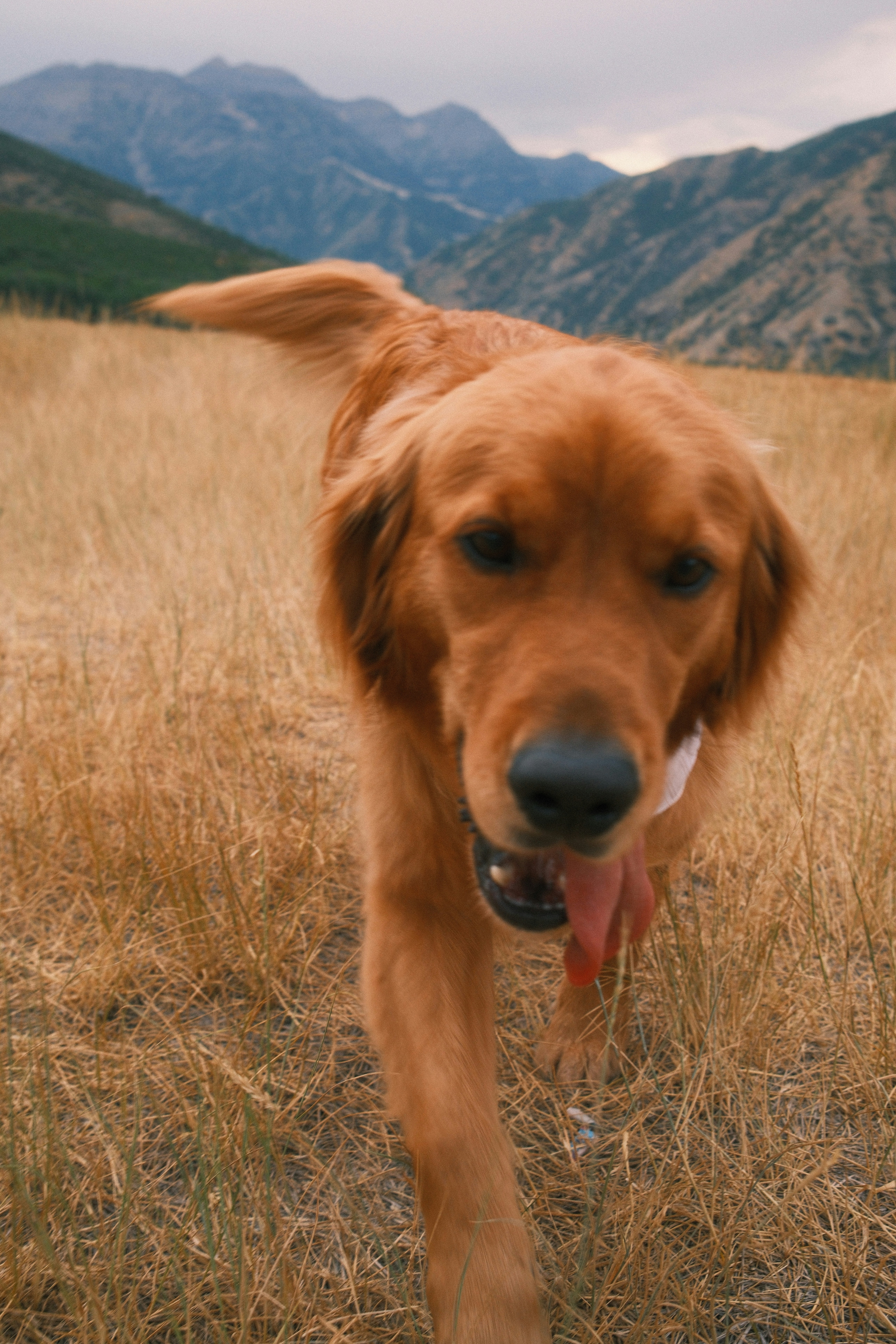 Golden Retriever in a Mountain Meadow Reach