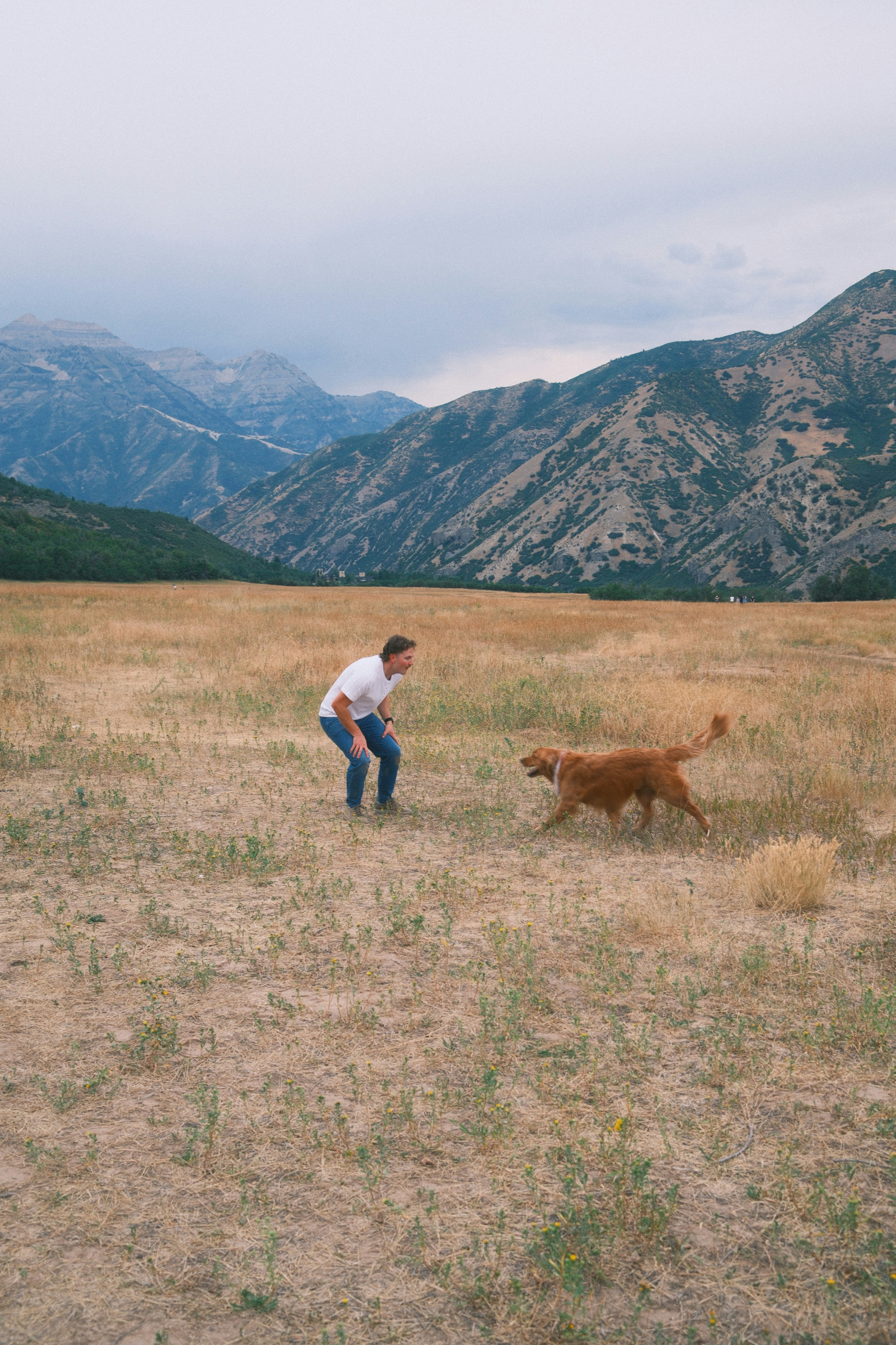 Horizon Run: A Man and Dog across Golden Grass