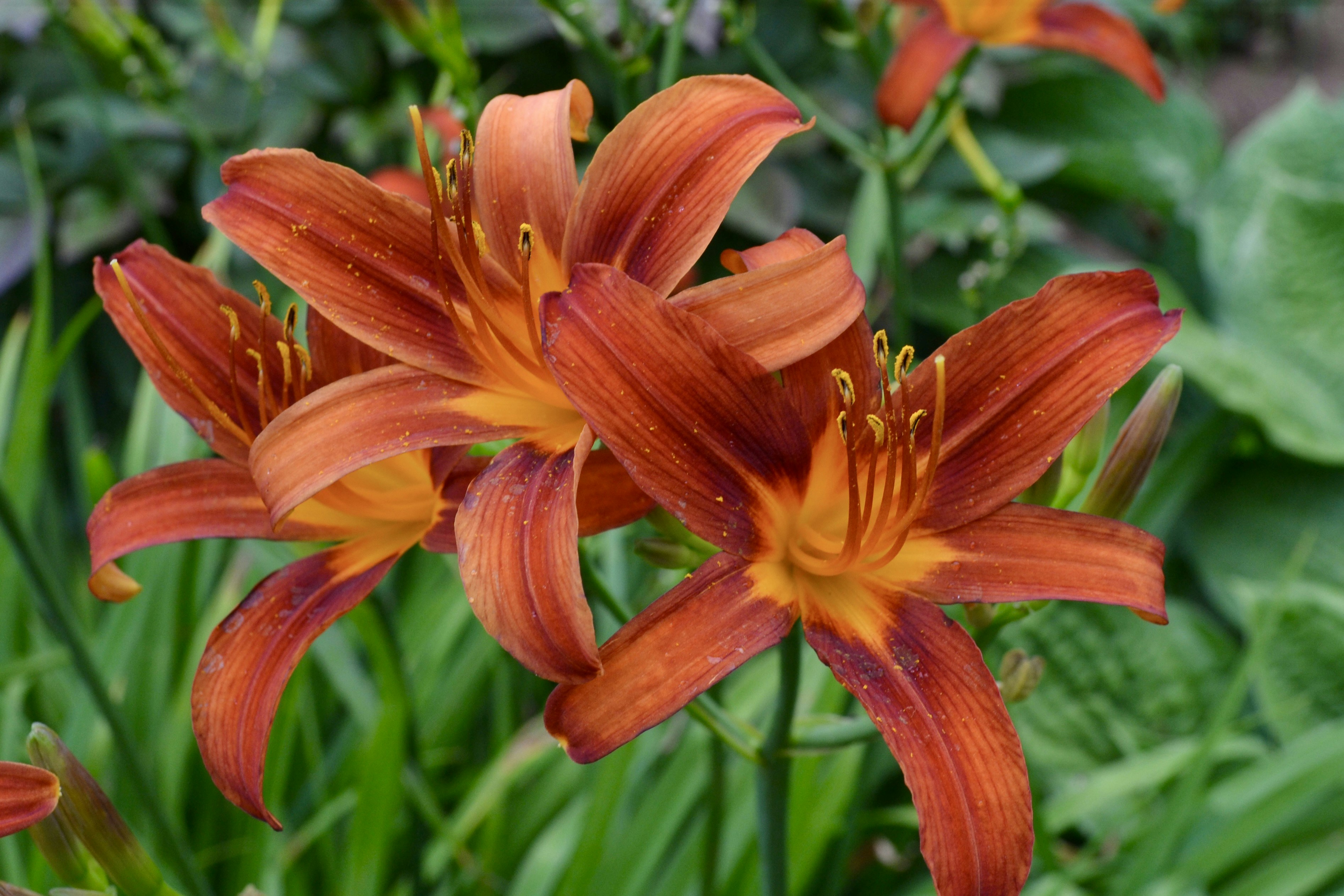 Crimson Daylilies in Bloom: A Close-Up of Vibrant Petals