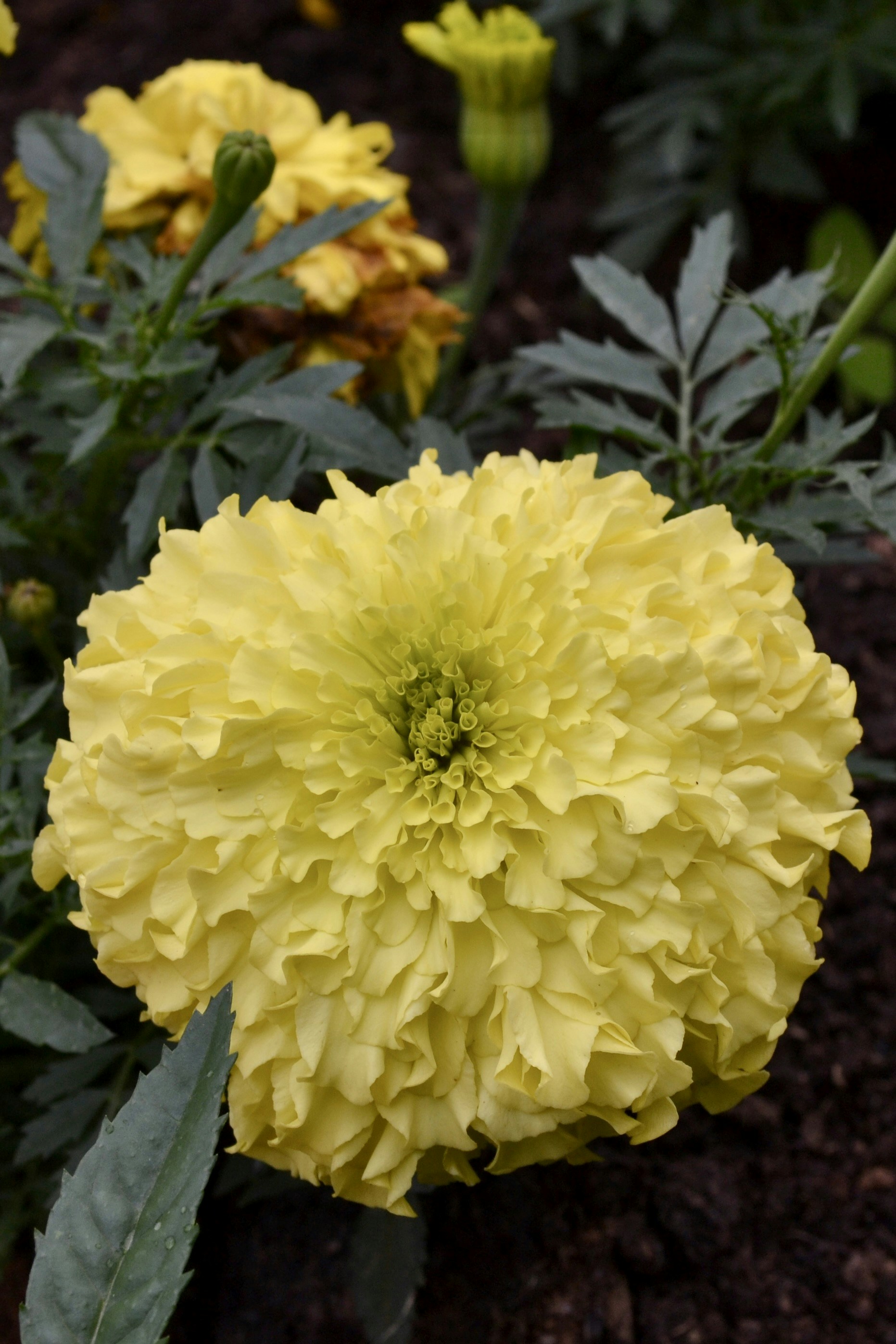 Sunlit Marigold Bloom: A Closer Look at Yellow Petals