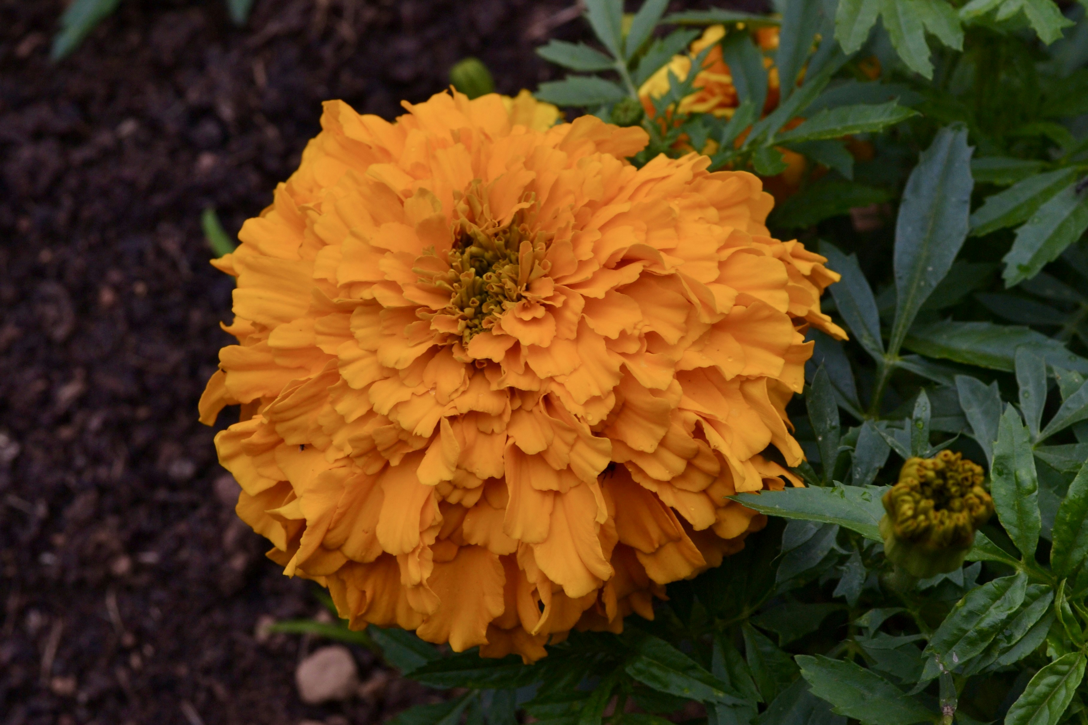 Radiant Orange Charm: A Marigold in Full Bloom