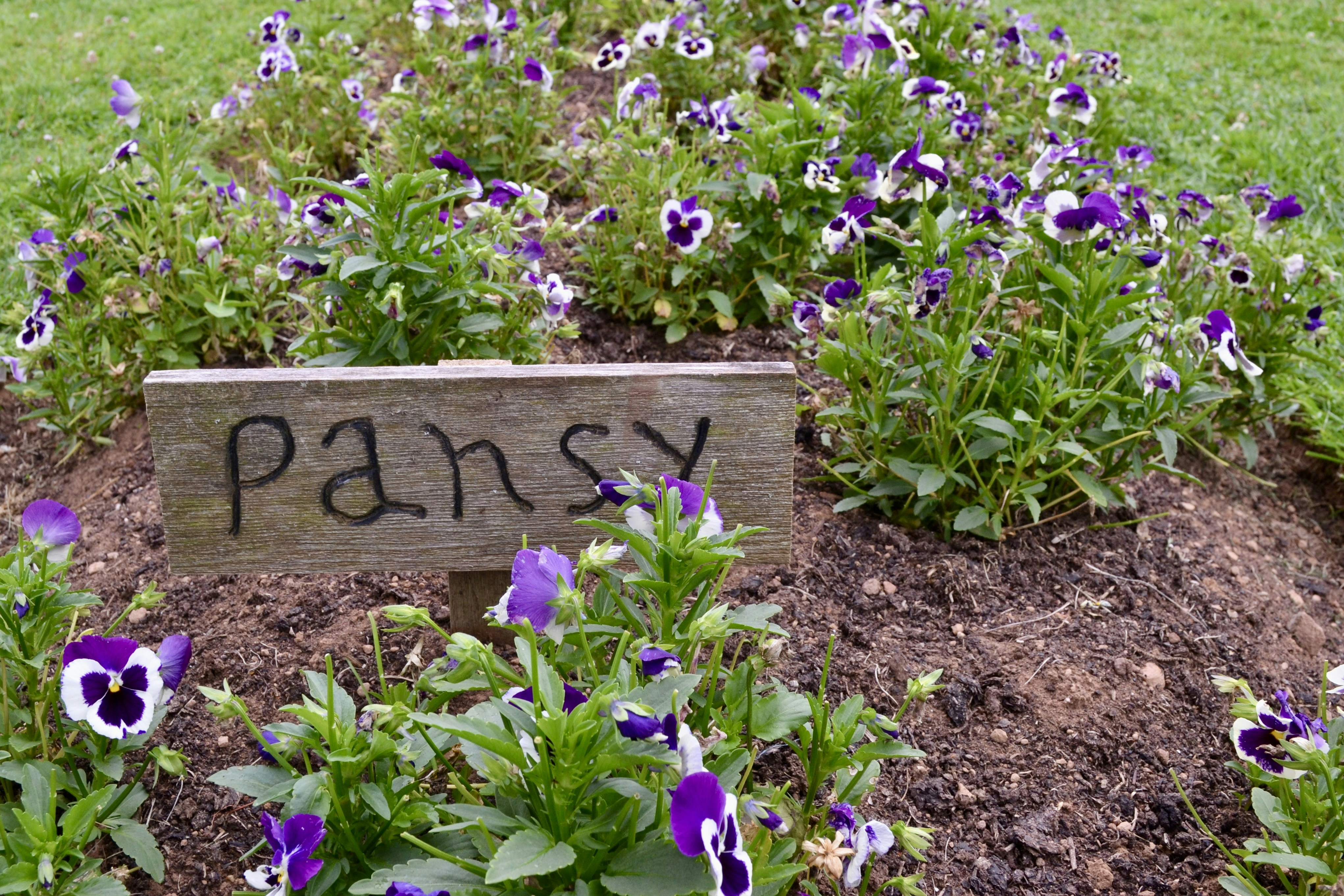 Whimsical Plant Bed with Handwritten Sign in Blooming Petunias