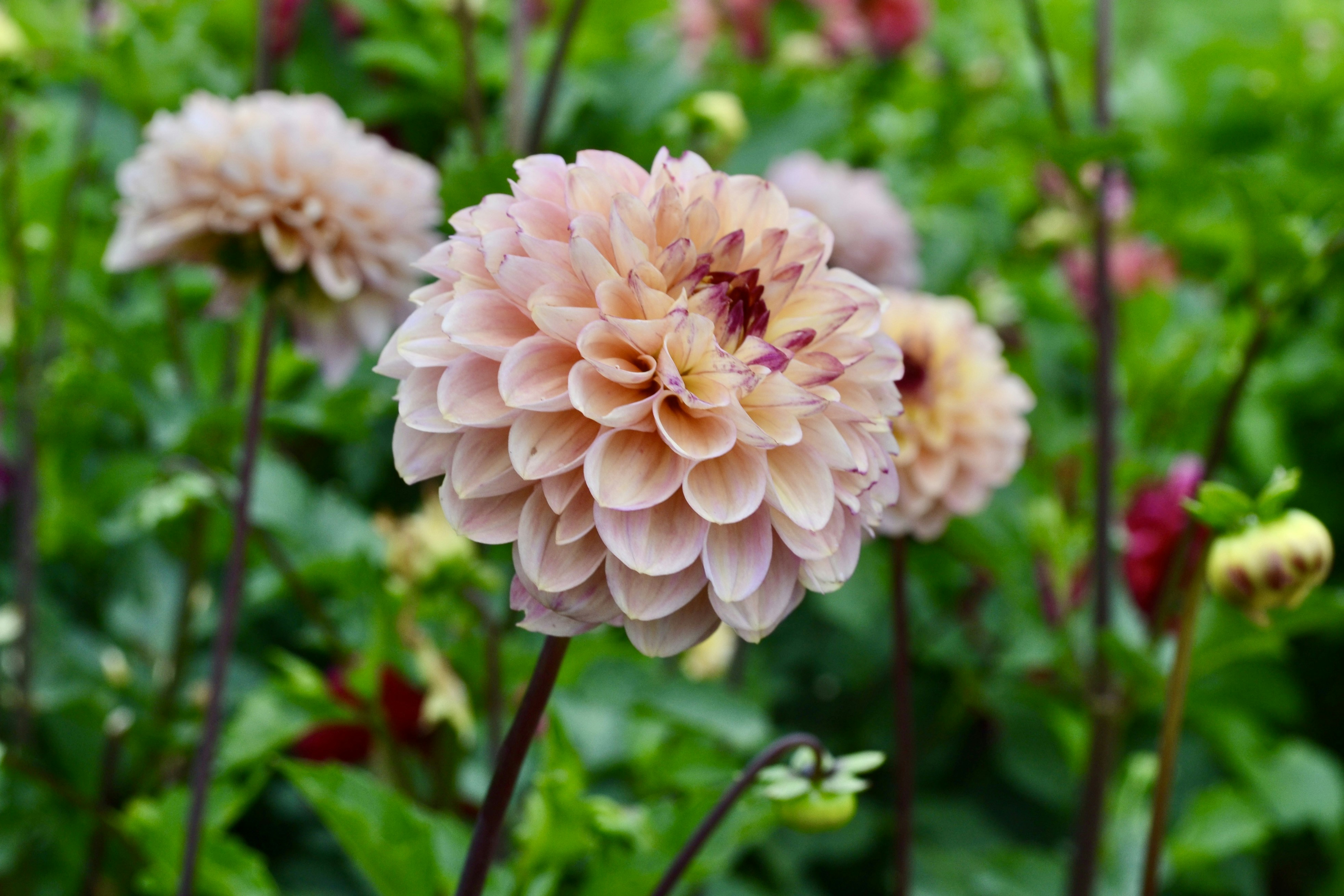Bloom Center: A Soft-Petal Portrait of a Peach Dahlia in a Verdant Backyard