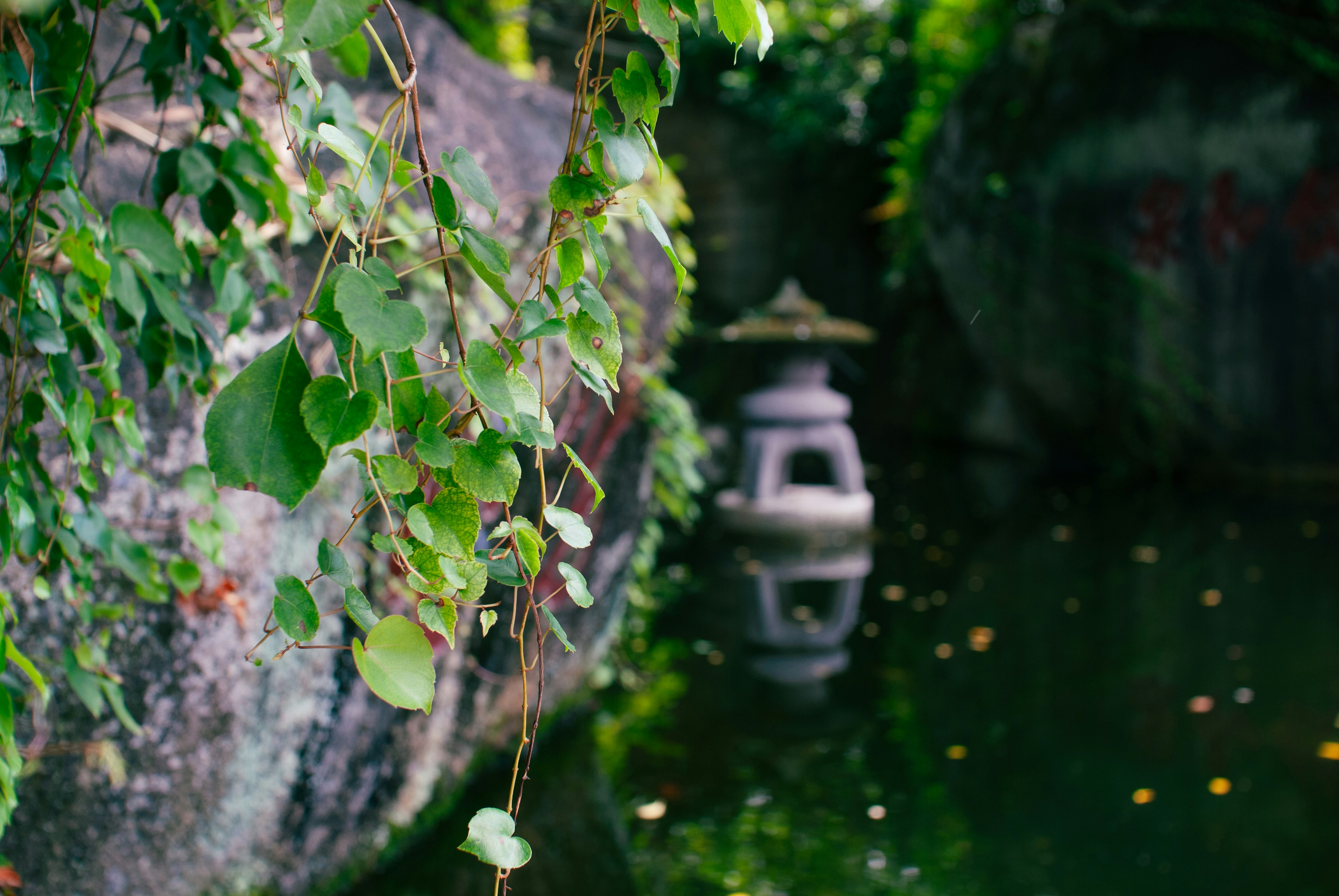 Whispering Vines by the Quiet Pond