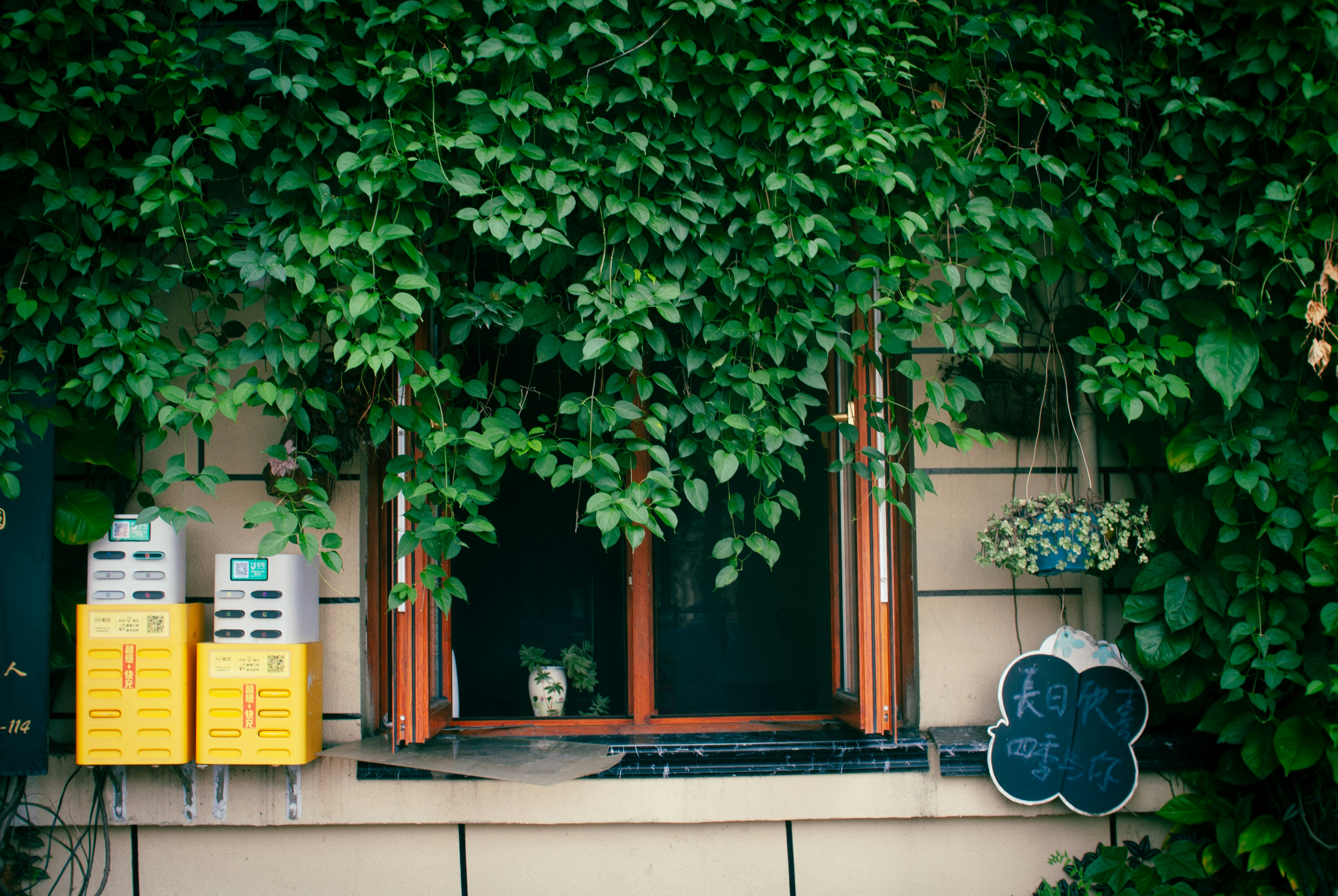Hidden Window Oasis: Green Vines Framing a Quiet Shopfront