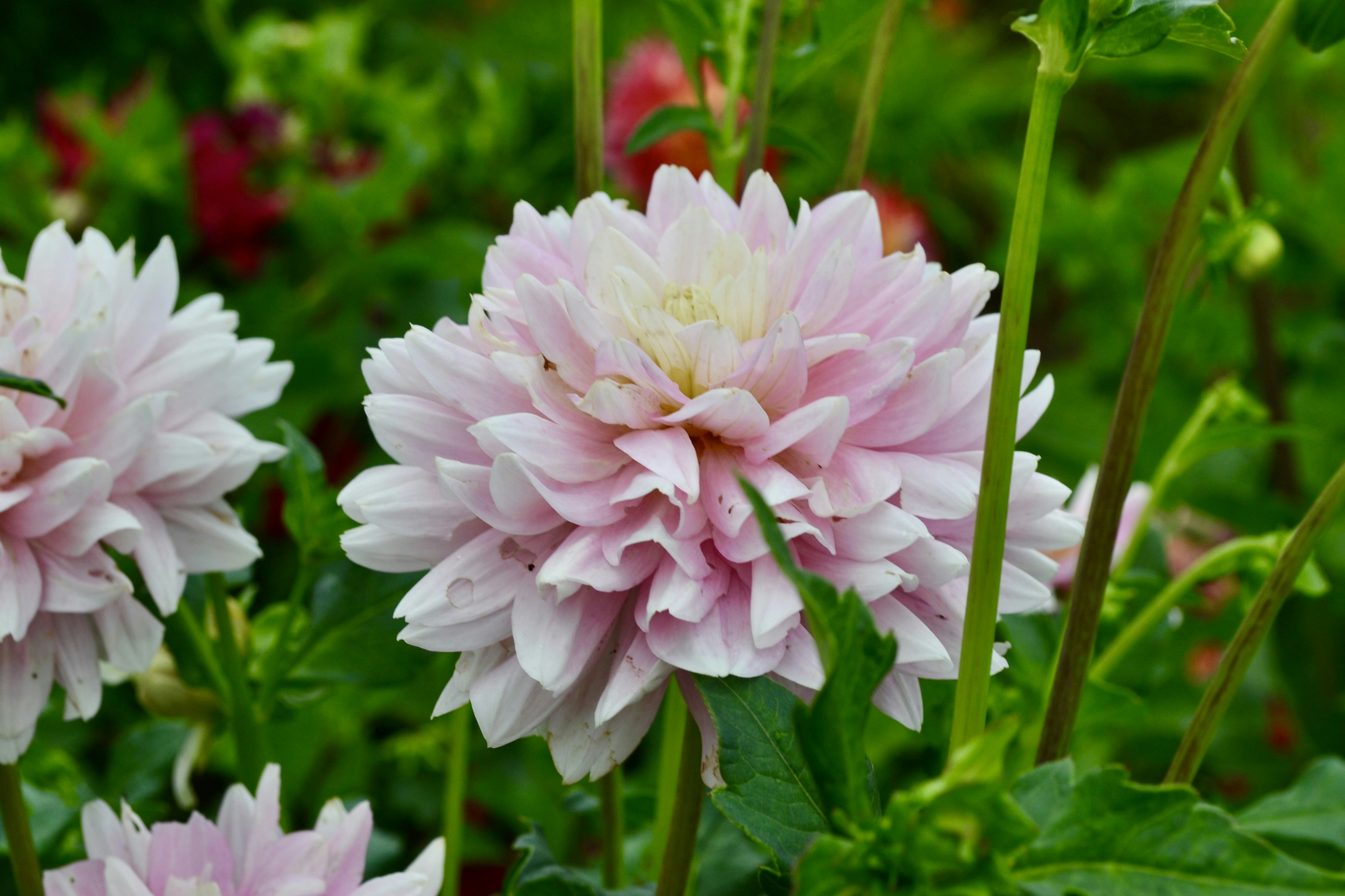 Soft Pink Peony Parade in a Garden Frame