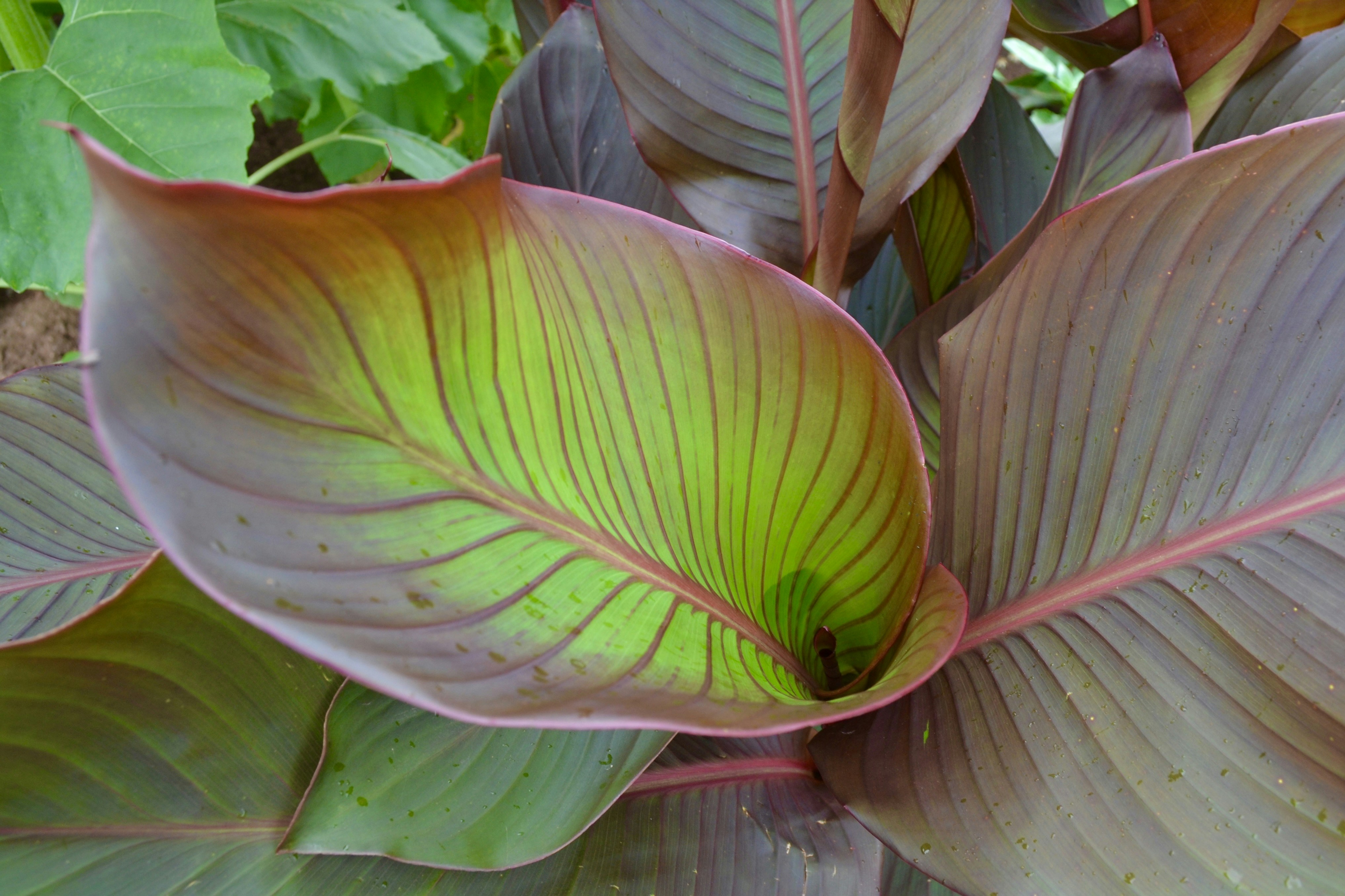 Venusian Leaves: A Close-Up of Verdant Pink-Tipped Folds