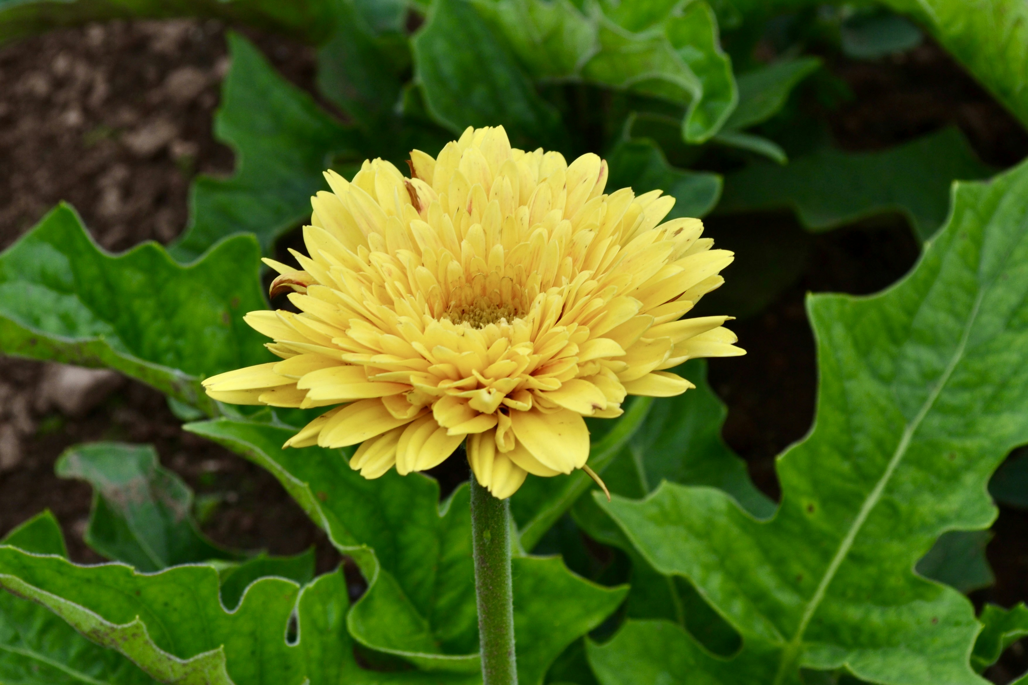 Golden Blossom Centerstage in Verdant Garden