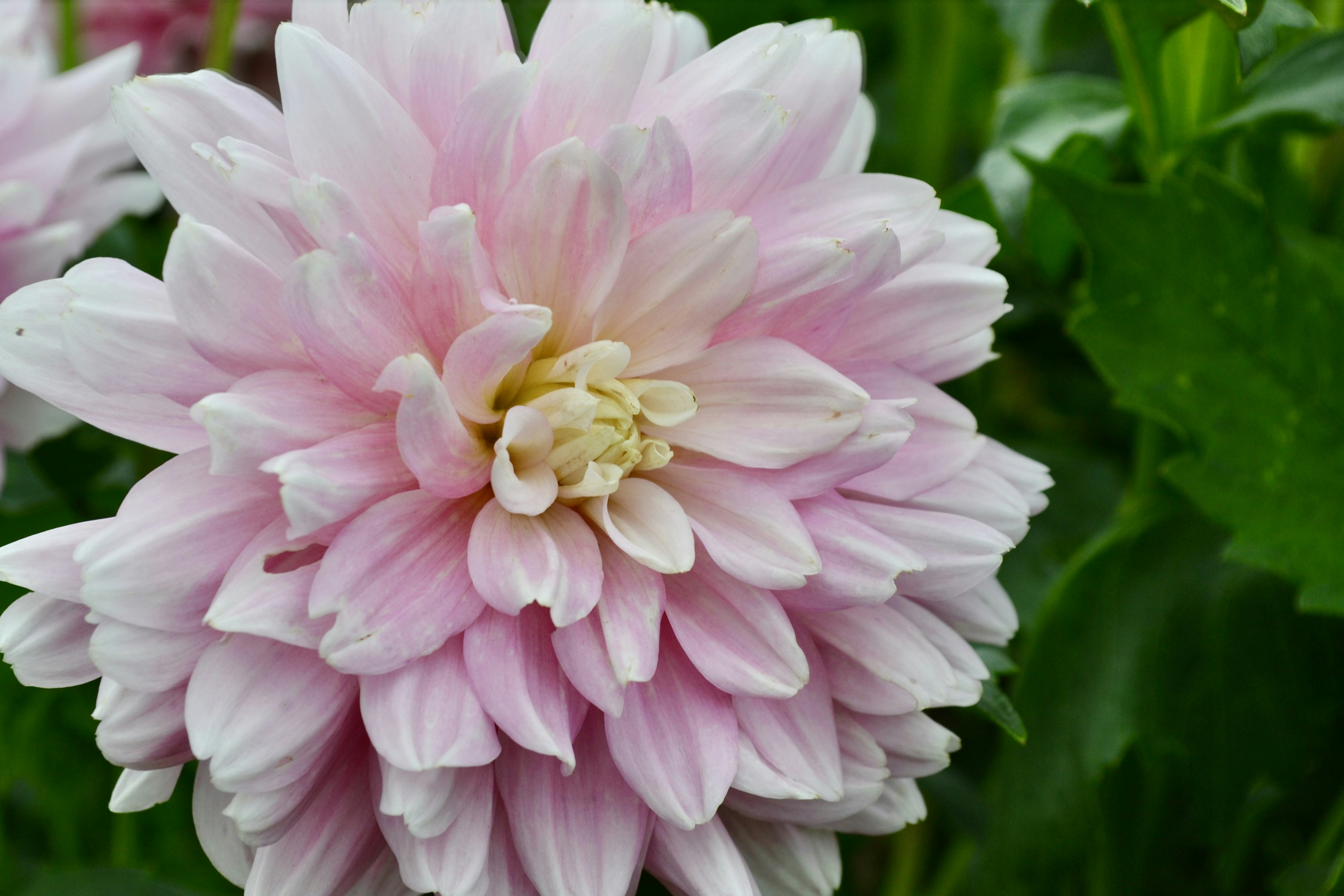 Soft Pink Quill: A Close-Up of Garden Dahlia in Morning Light