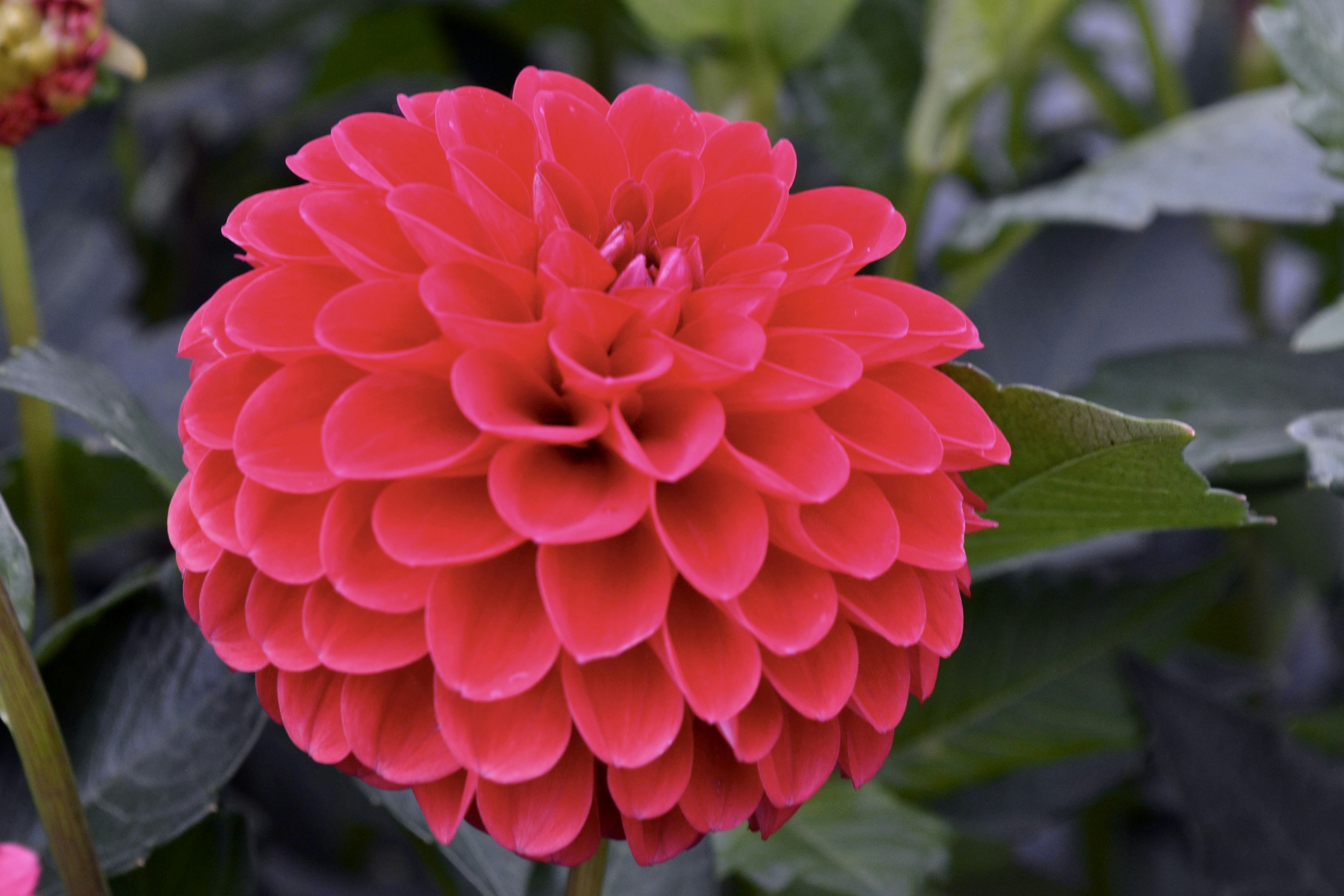 Central Bloom: A Rosy Dahlia Dominates the Frame
