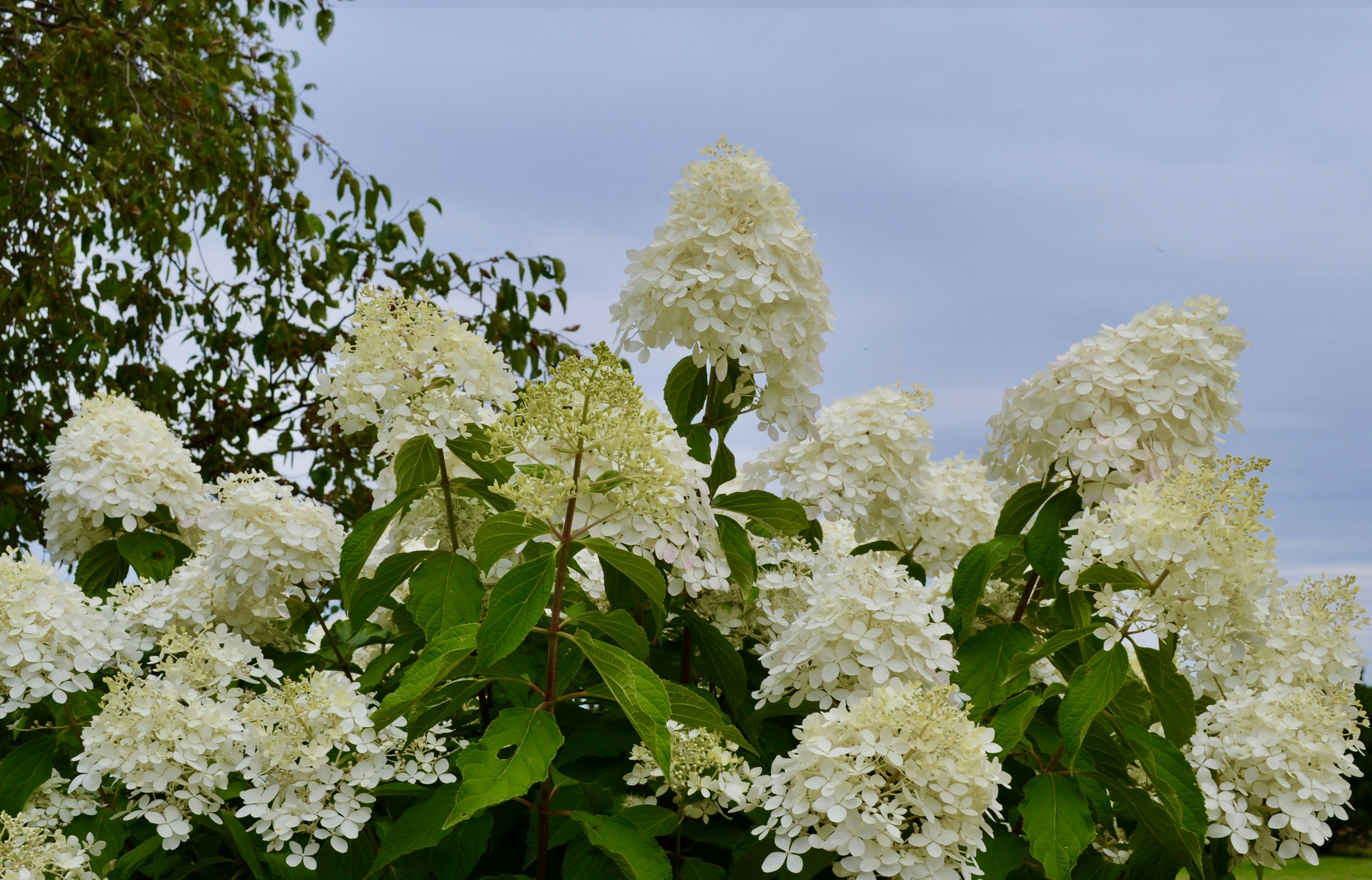 Cloud-kissed Hydrangea Bloom Chorus