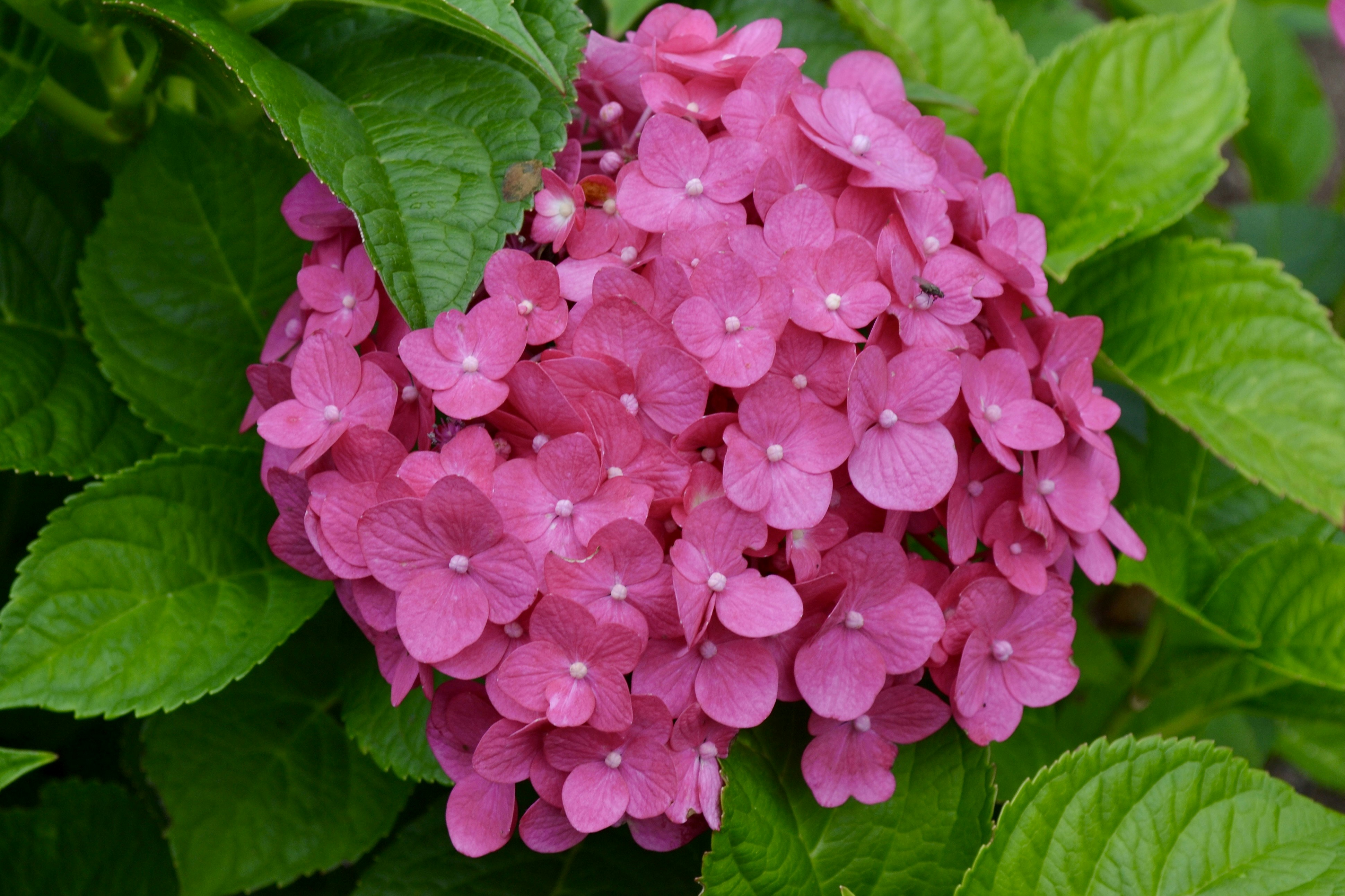 Bright pink hydrangea cluster framed by lush green leaves, showcasing dense petal groupings and natural texture.