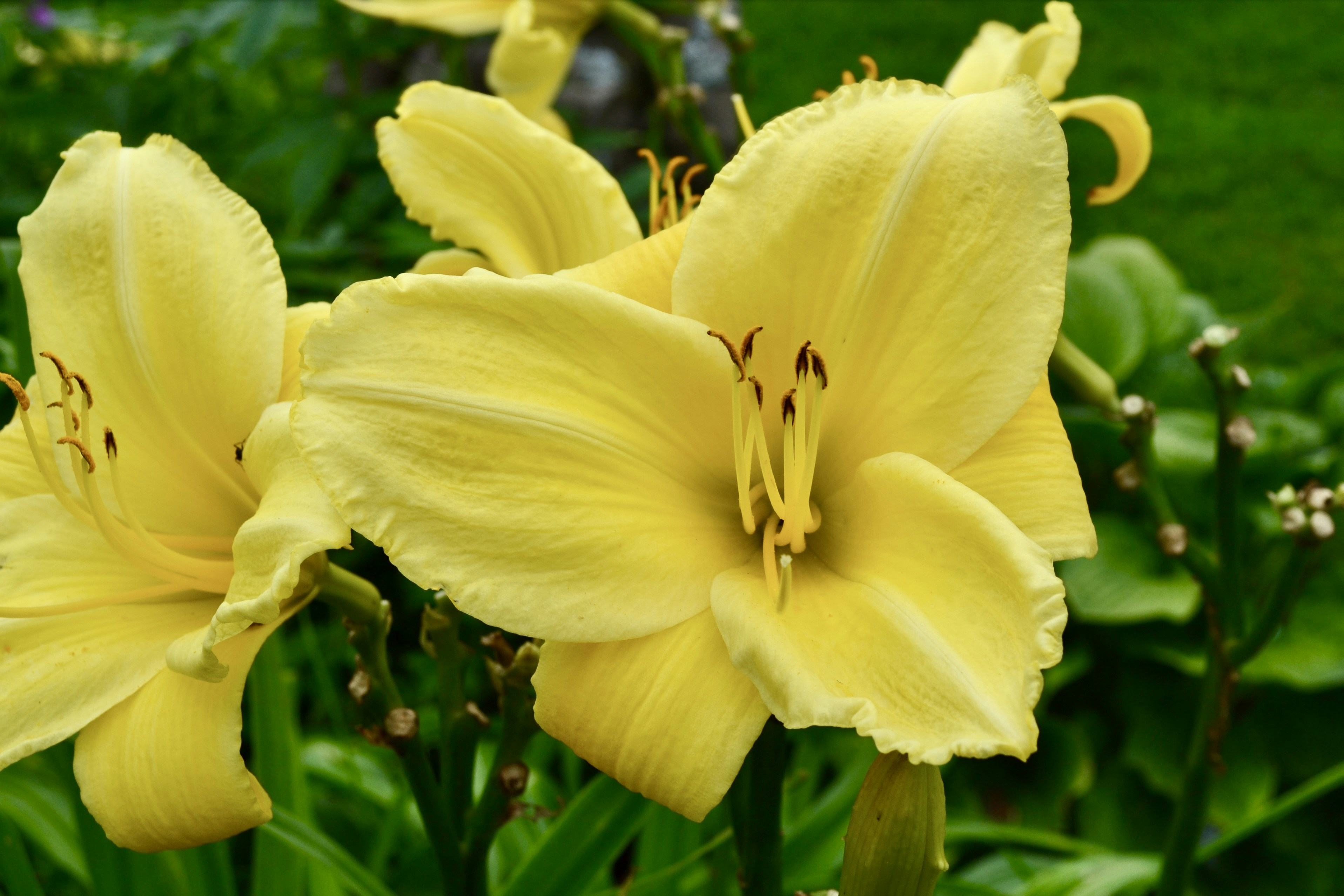 Sunlit Yellow Lily: A Cluster of Golden Petals in Focus