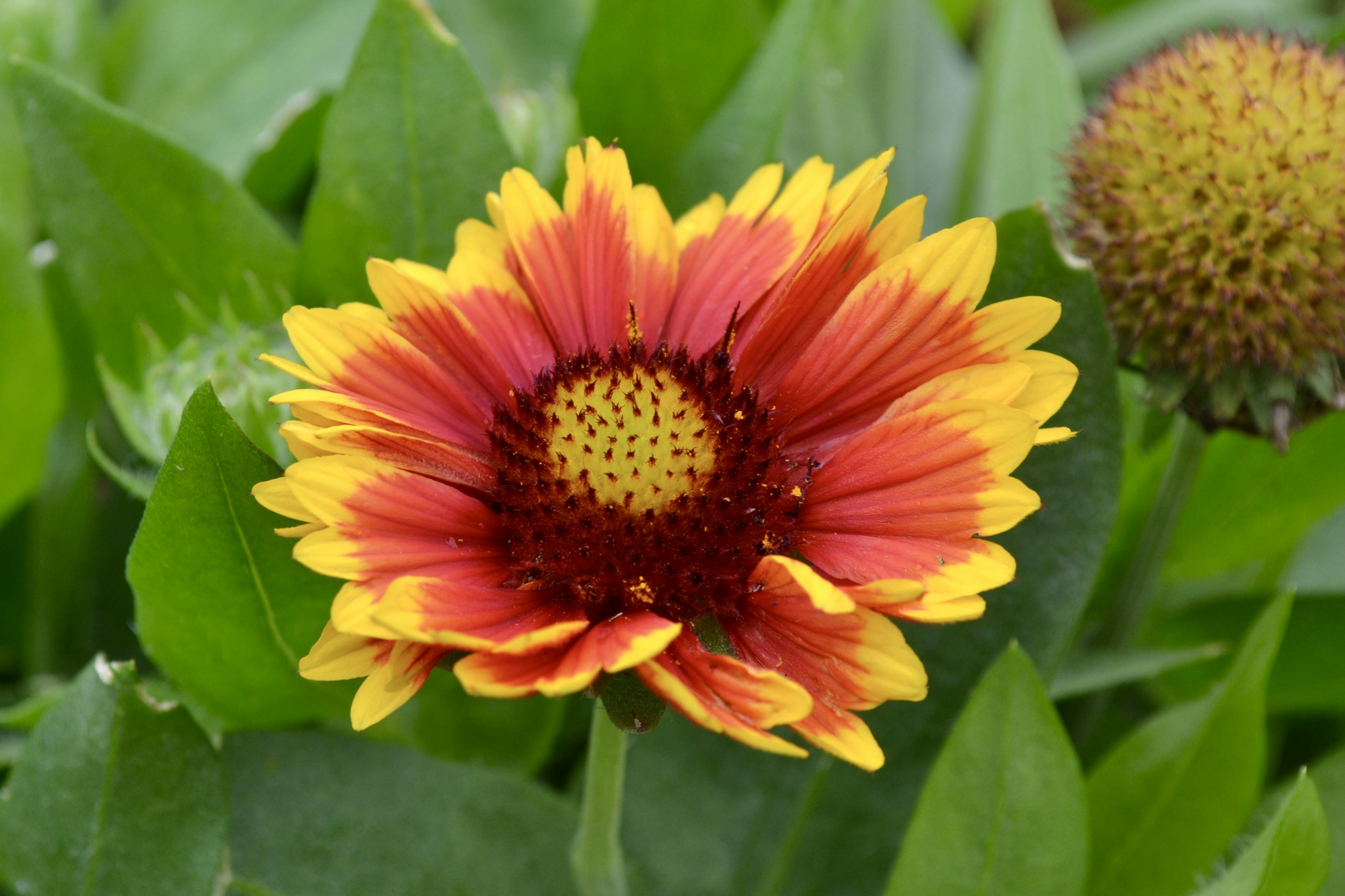 Sunlit Core: Red-Yellow Coreopsis Bloom with Green Backdrop