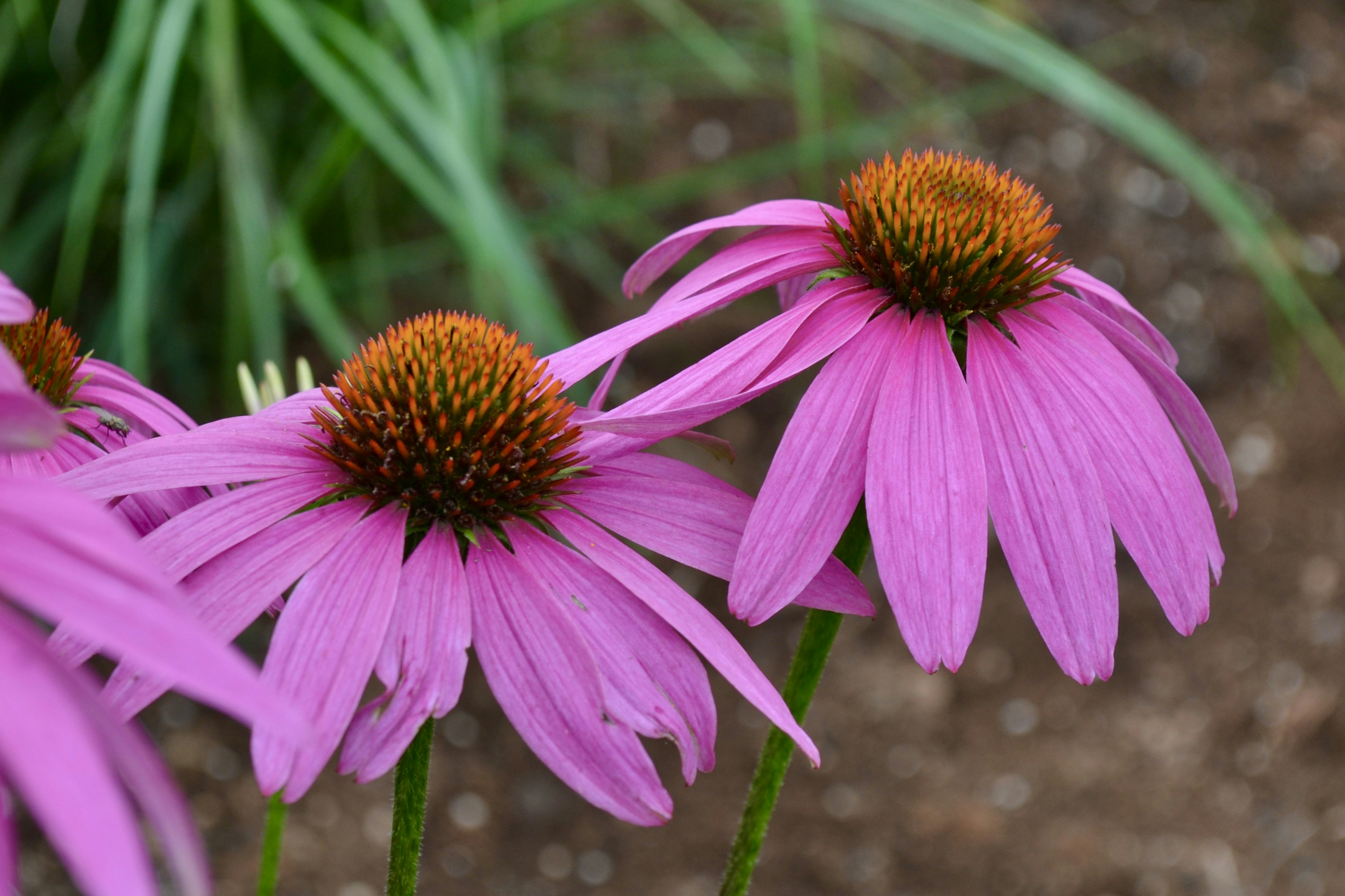 Pink Coneflowers in Focus: Close-Up of Vibrant Petals and Central Domes