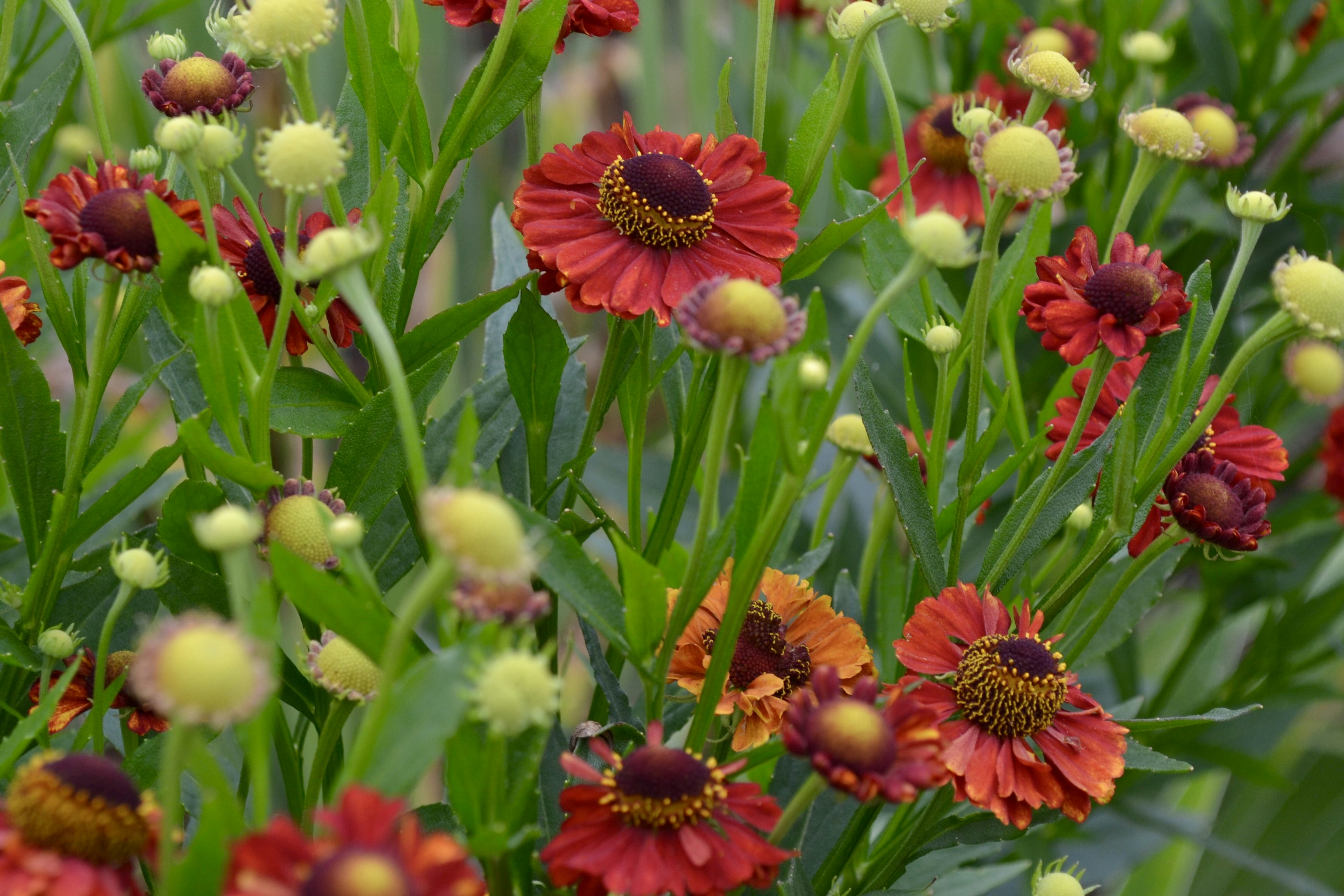Crimson Zinnia Surge: A Burst of Red Amid Green
