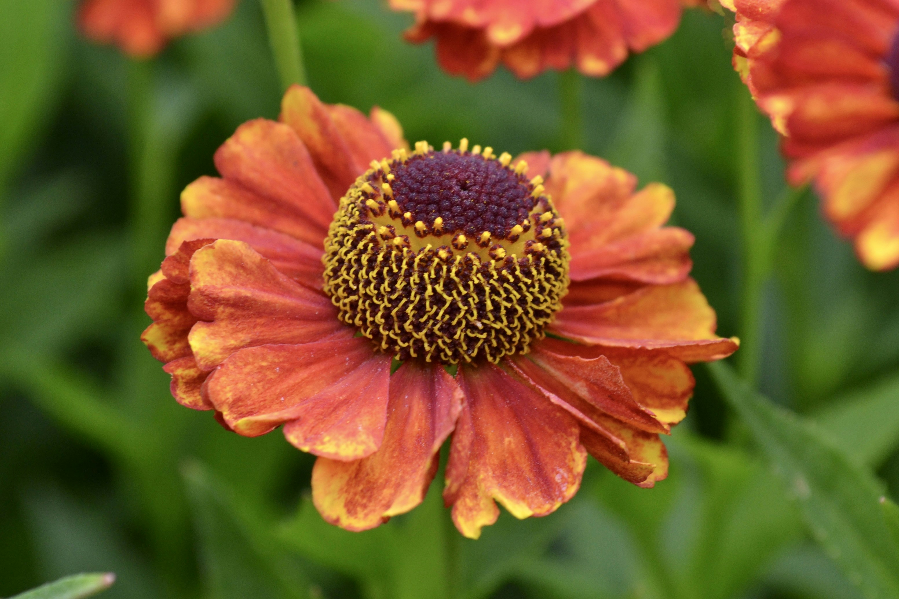 Central Zinnia Bloom: Warm Orange Petals Framing a Textured Core