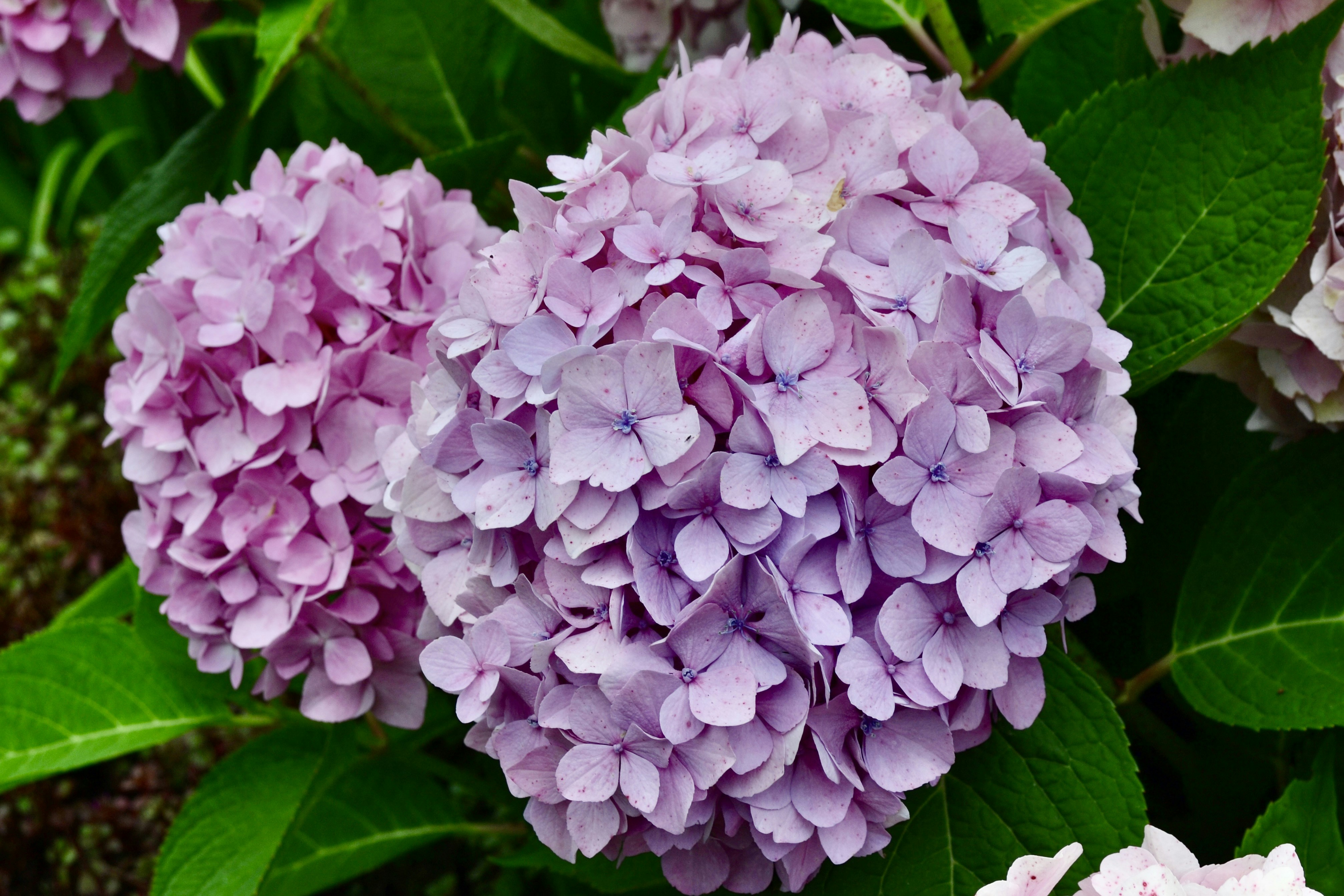 Hydrangea Crown: Soft Lavender Blooms in Green Backdrop