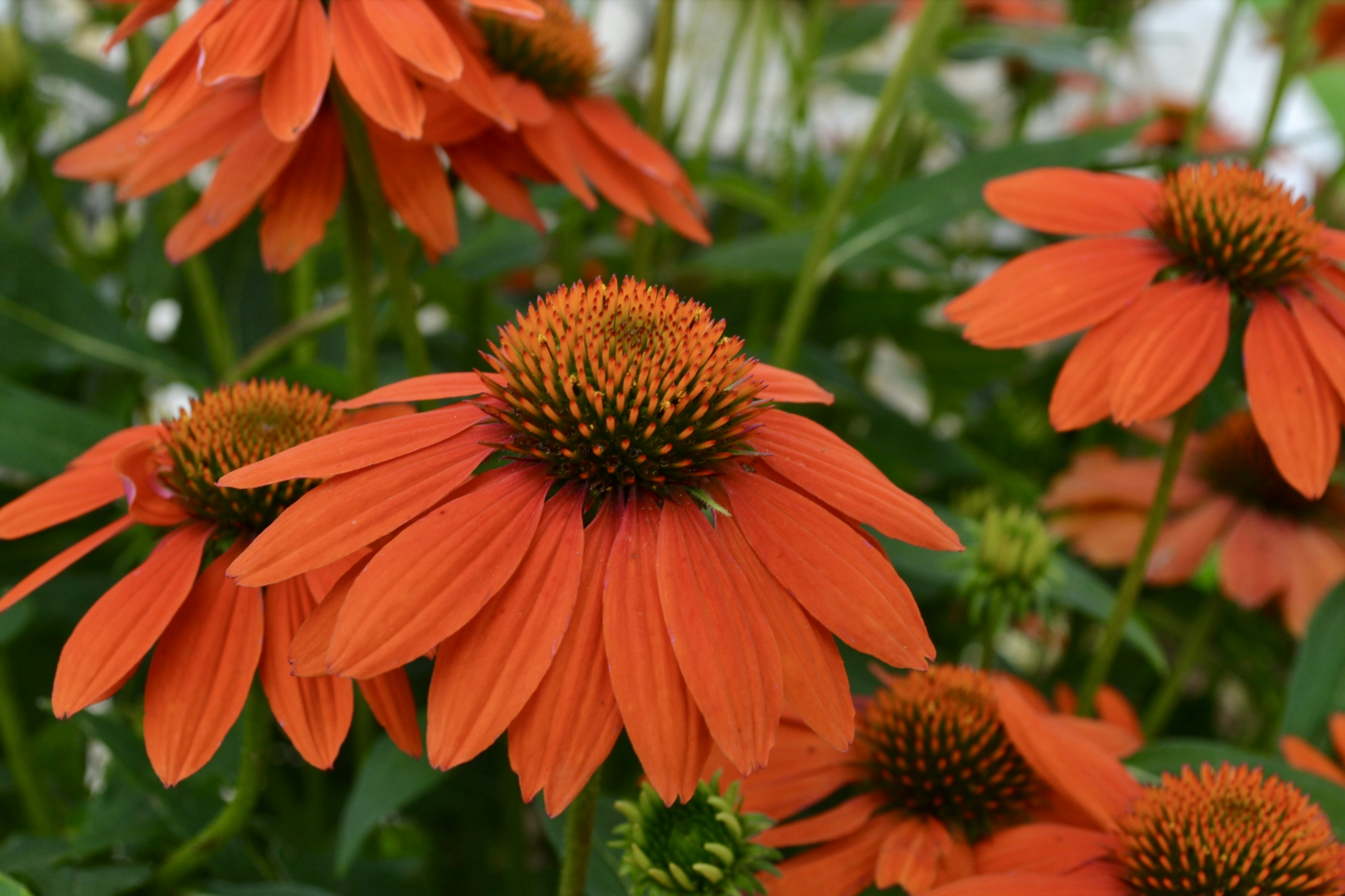 Vibrant orange coneflowers with spiky centers blooming in a lush green garden