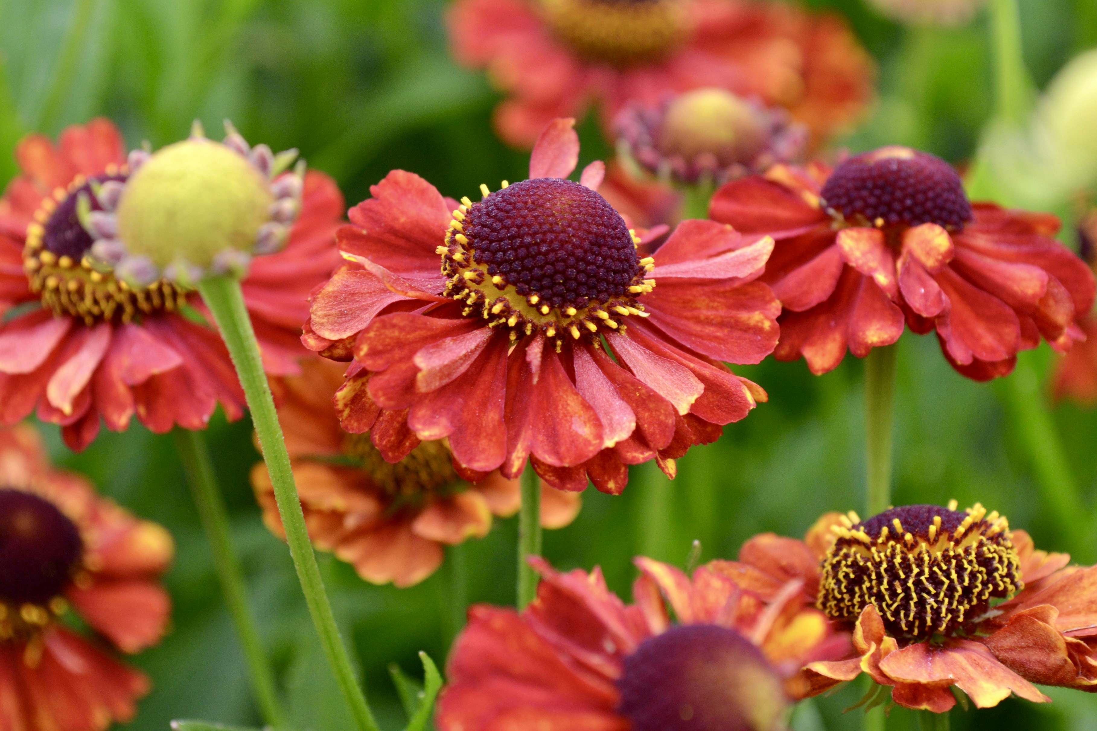 Vivid Scarlet Heads in a Field of Blooming Charms
