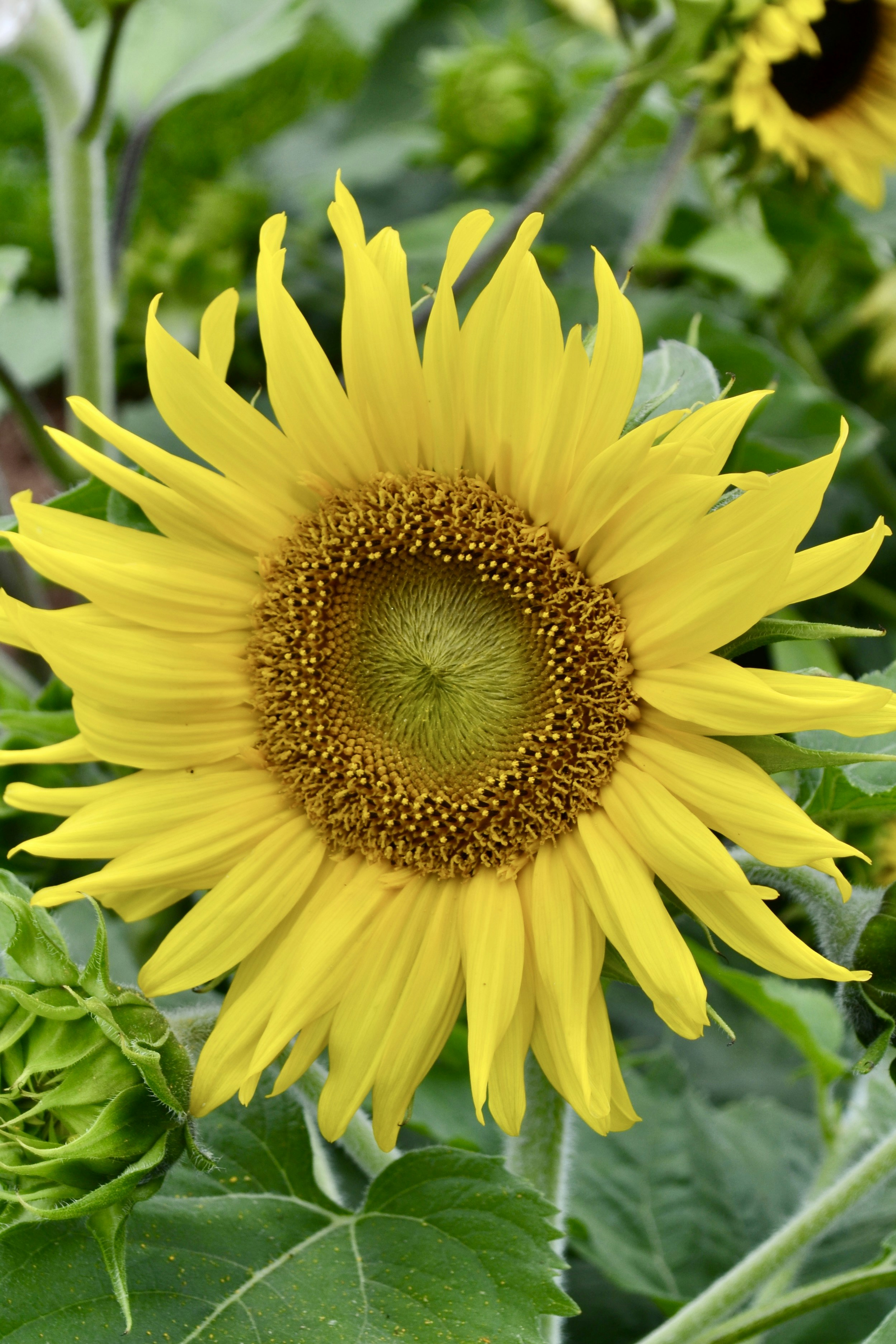 Sunlit Center: A Radiant Sunflower Bloom Dominates the Frame