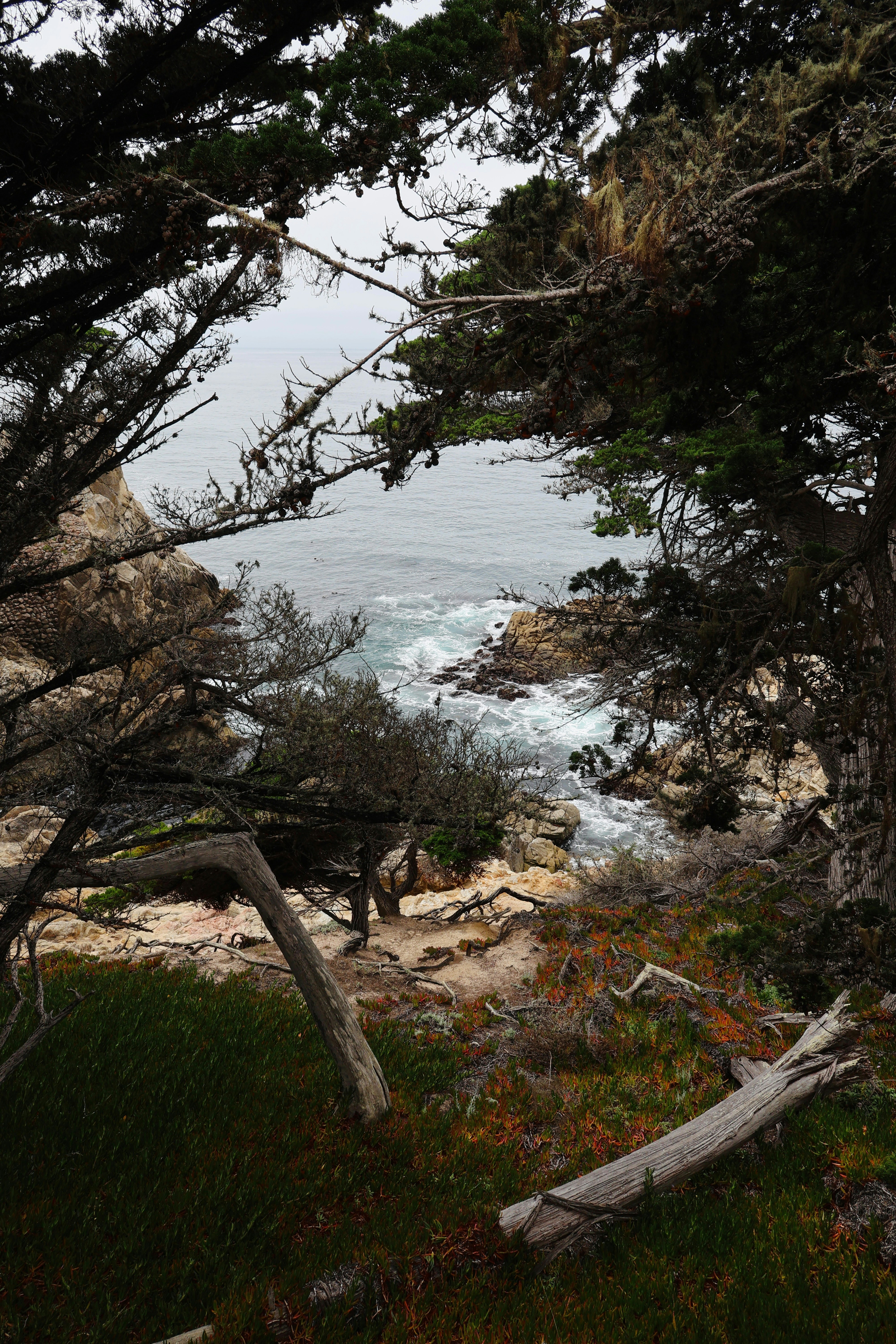 Hidden Shoreline Through Weathered Branches