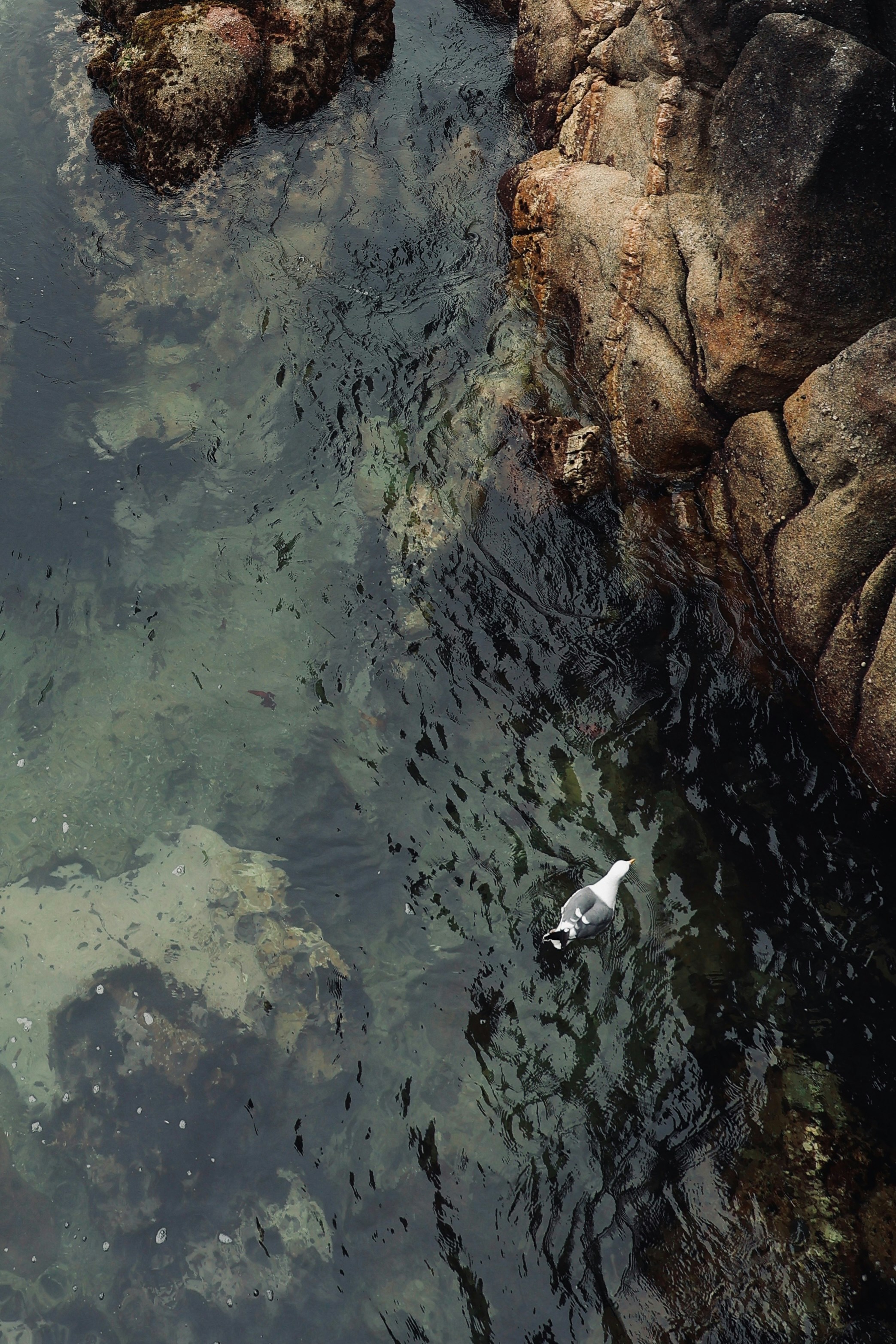 A lone sea bird drifts near rugged tide pools among sunlit rocks