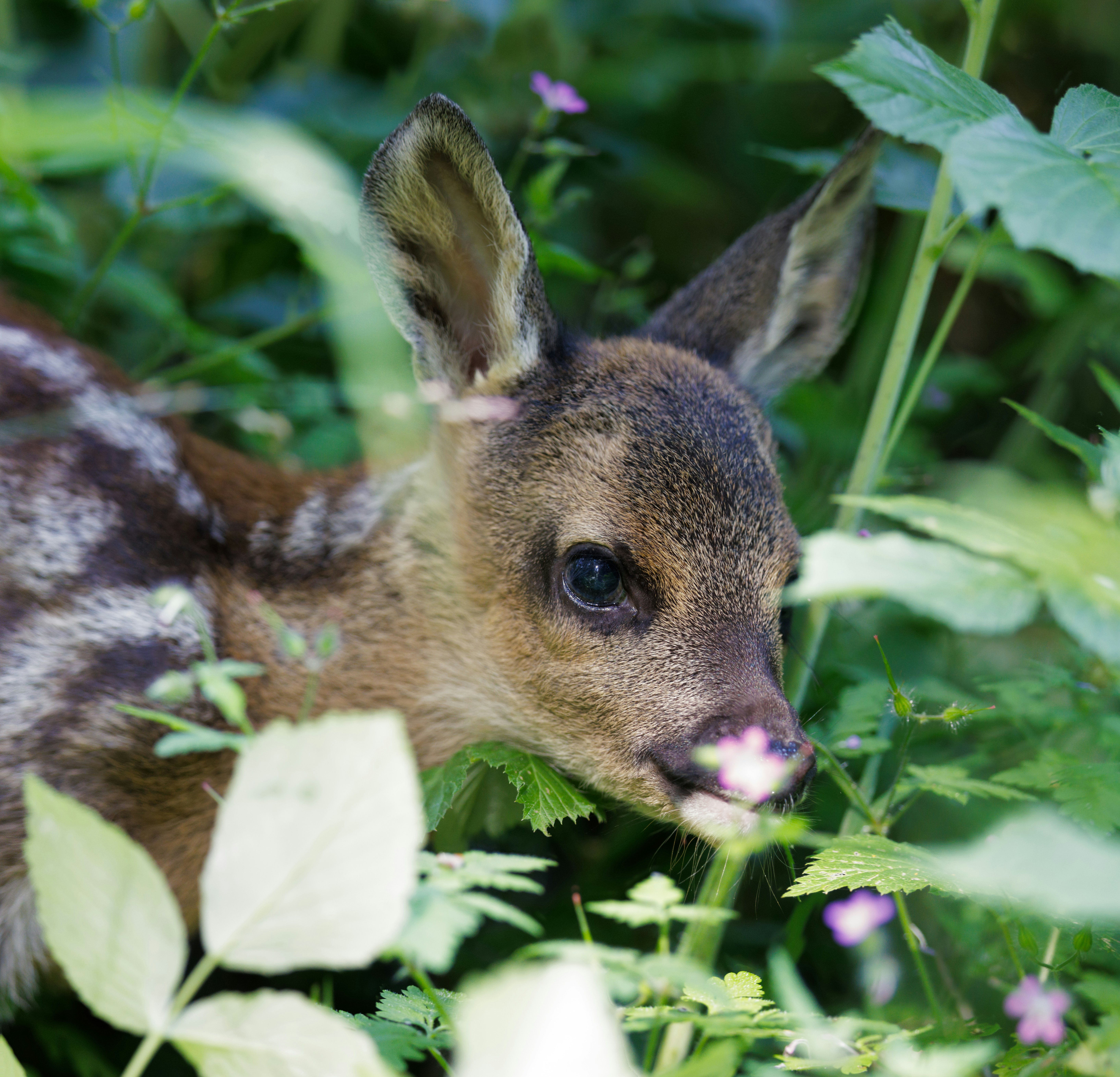 Hidden Garden Fawn: A Gentle Pause Among Leaves