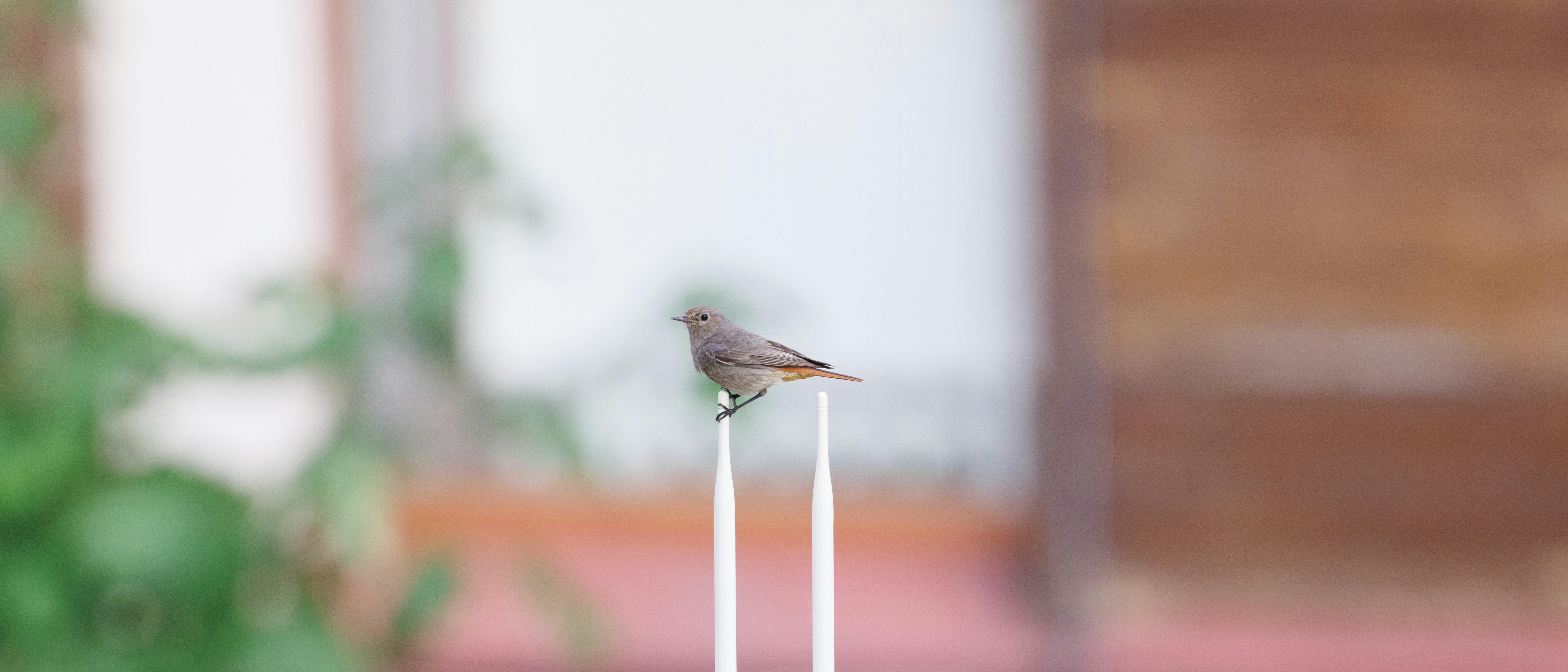 Small bird perched on two white sticks in a blurred courtyard scene with soft greenery and building tones in the background.