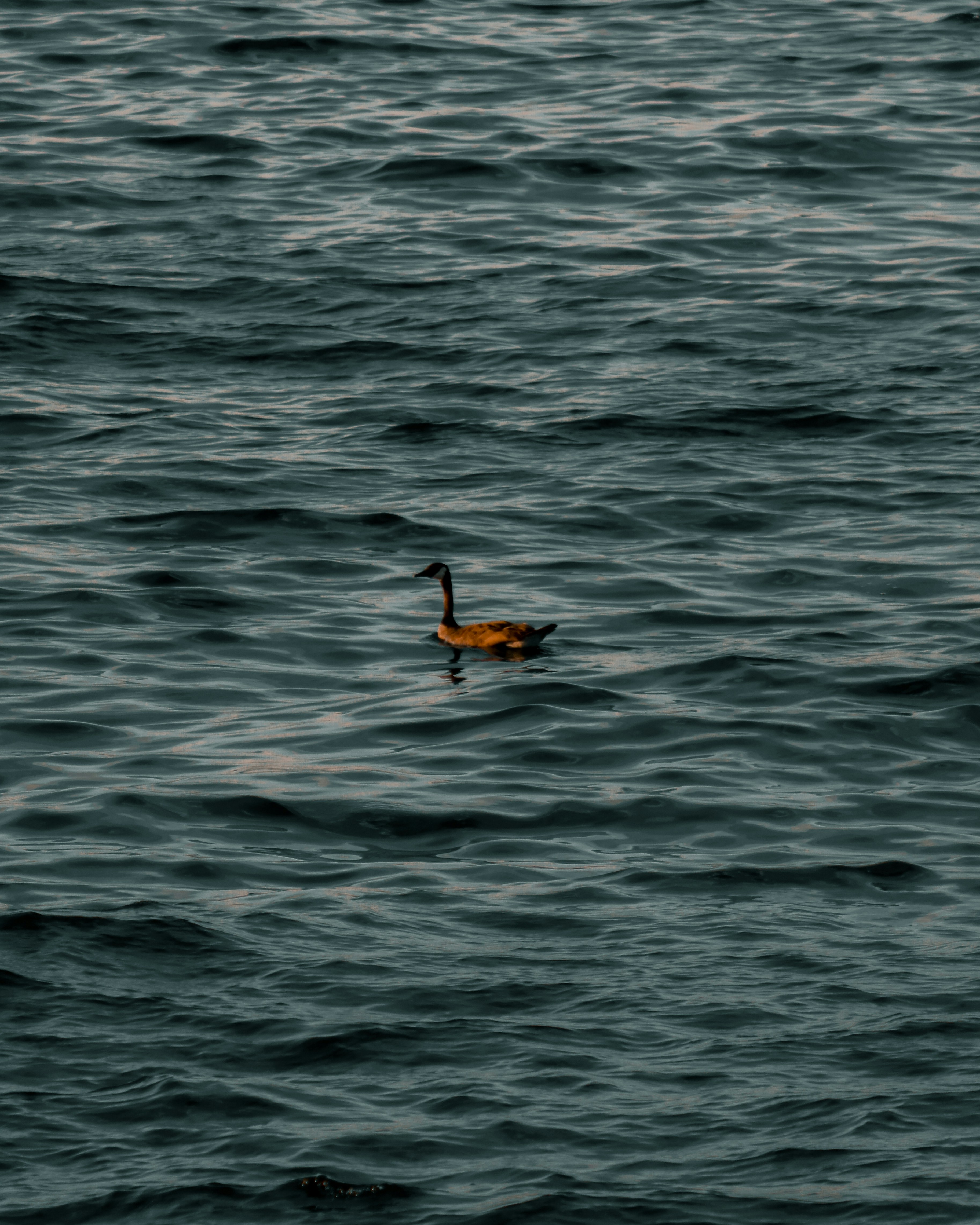 A lone waterfowl traces a amber line through dusk-tinted surf