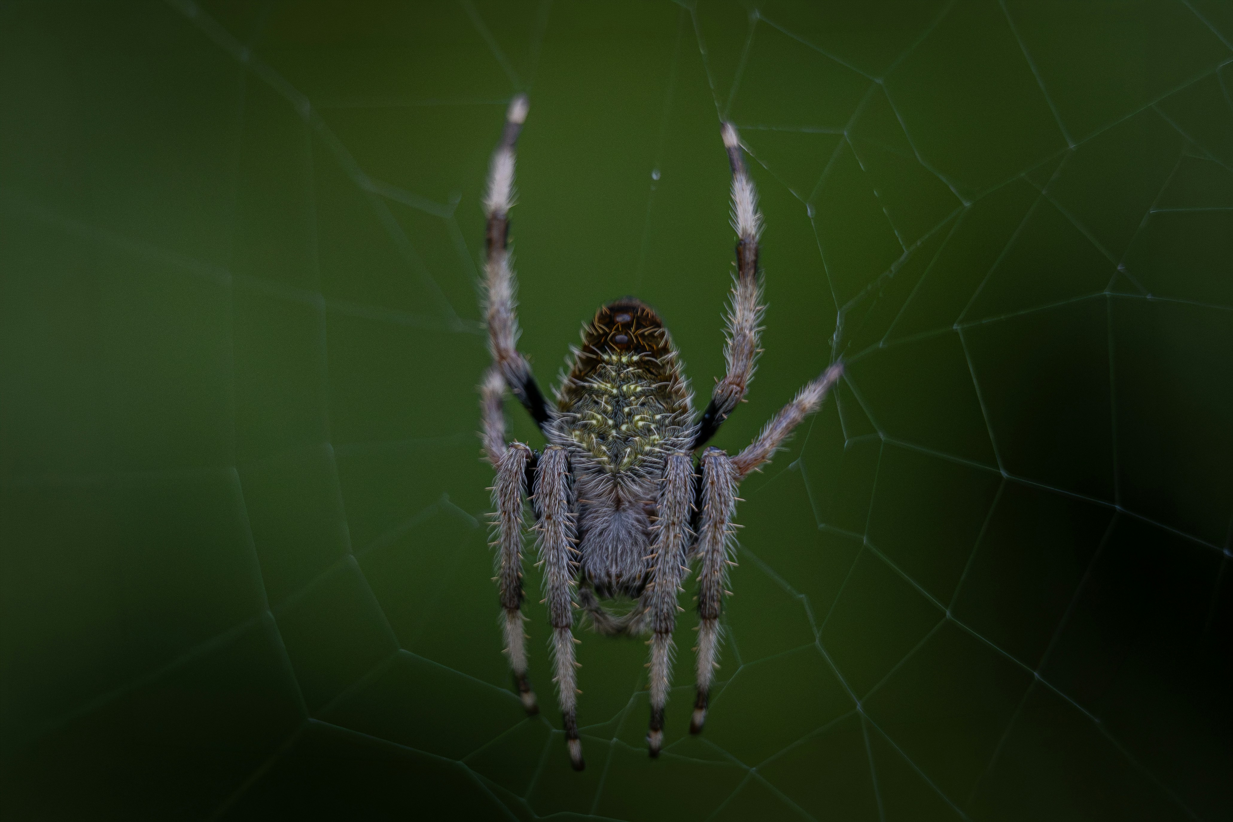 Webbed Focus: Spider Centerstage in Delicate Veil of Silk