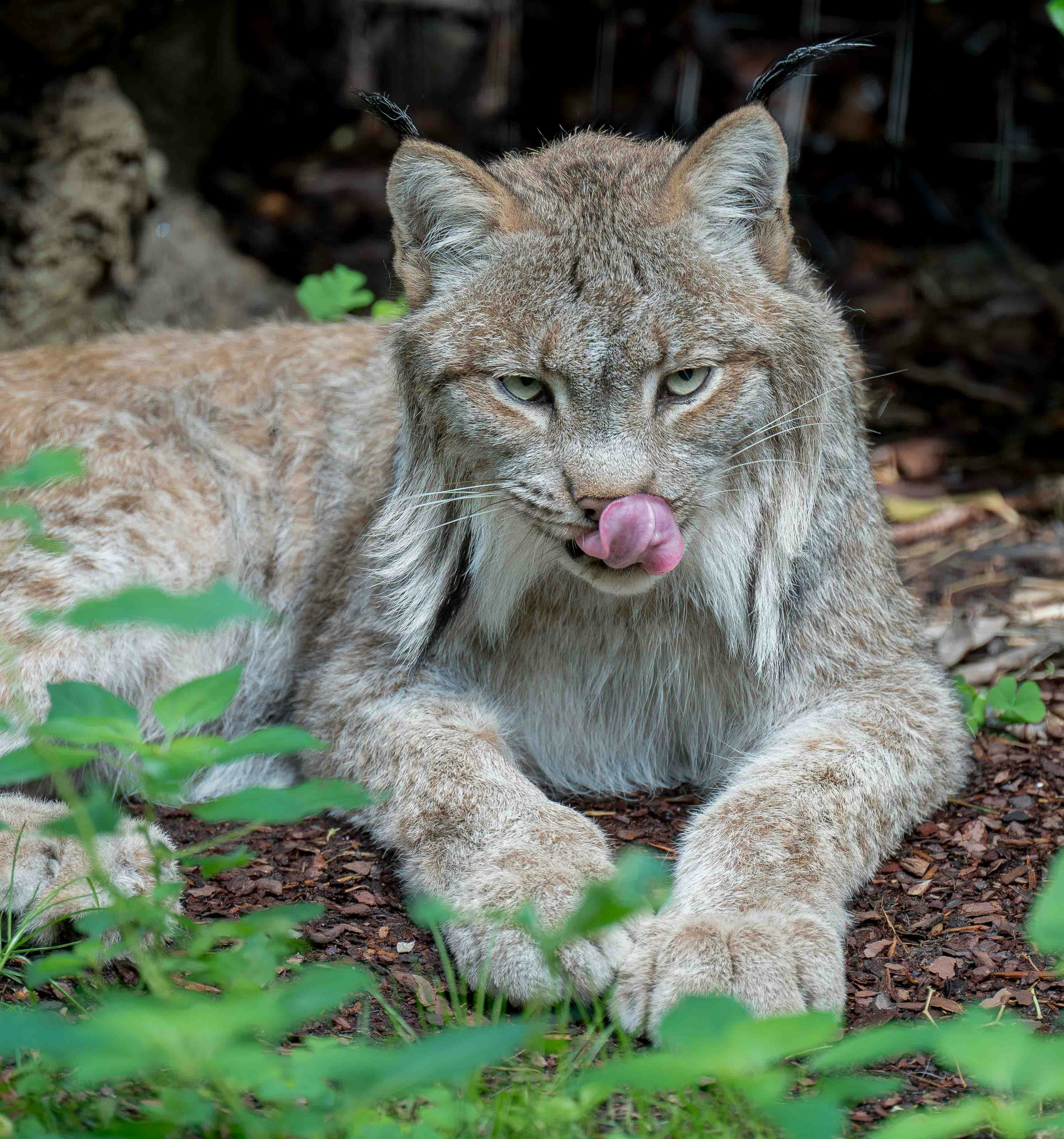 Ginger Muse: A Lynx-like Feline Licks its Moment in Dappled Shade